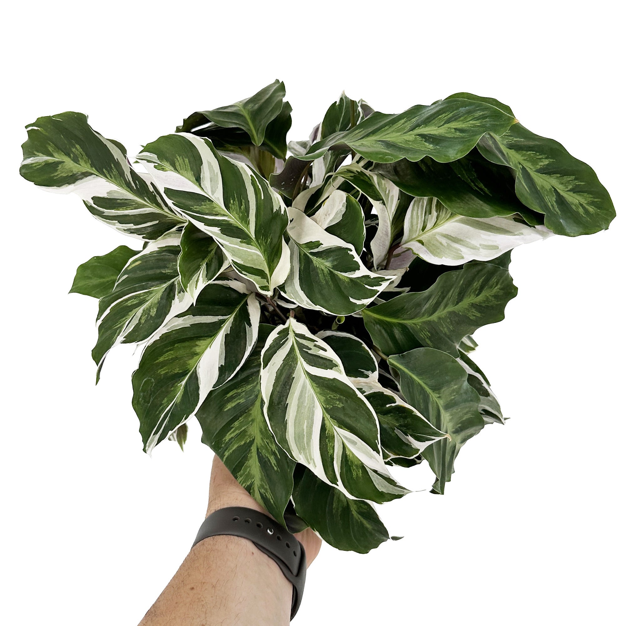 Calathea White Fusion/Misto Mix | SarahCotta Plants - Exotic, Uncommon ...