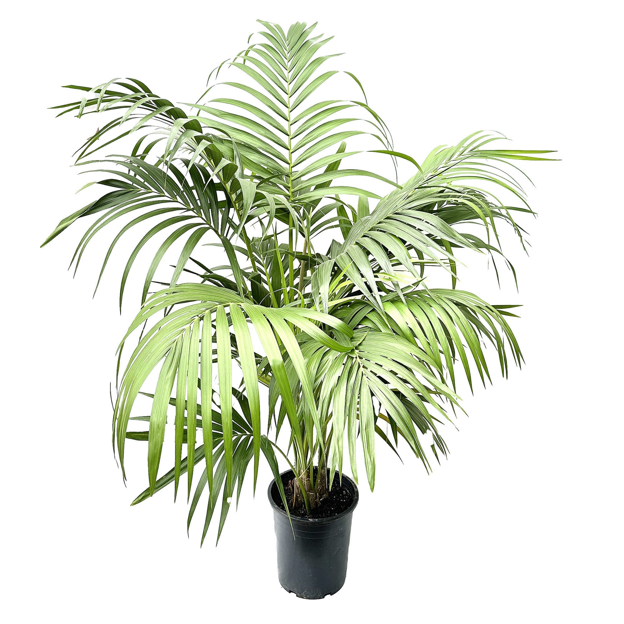 Howea forsteriana 'Kentia Palm Tree' XL | SarahCotta Plants - Exotic ...