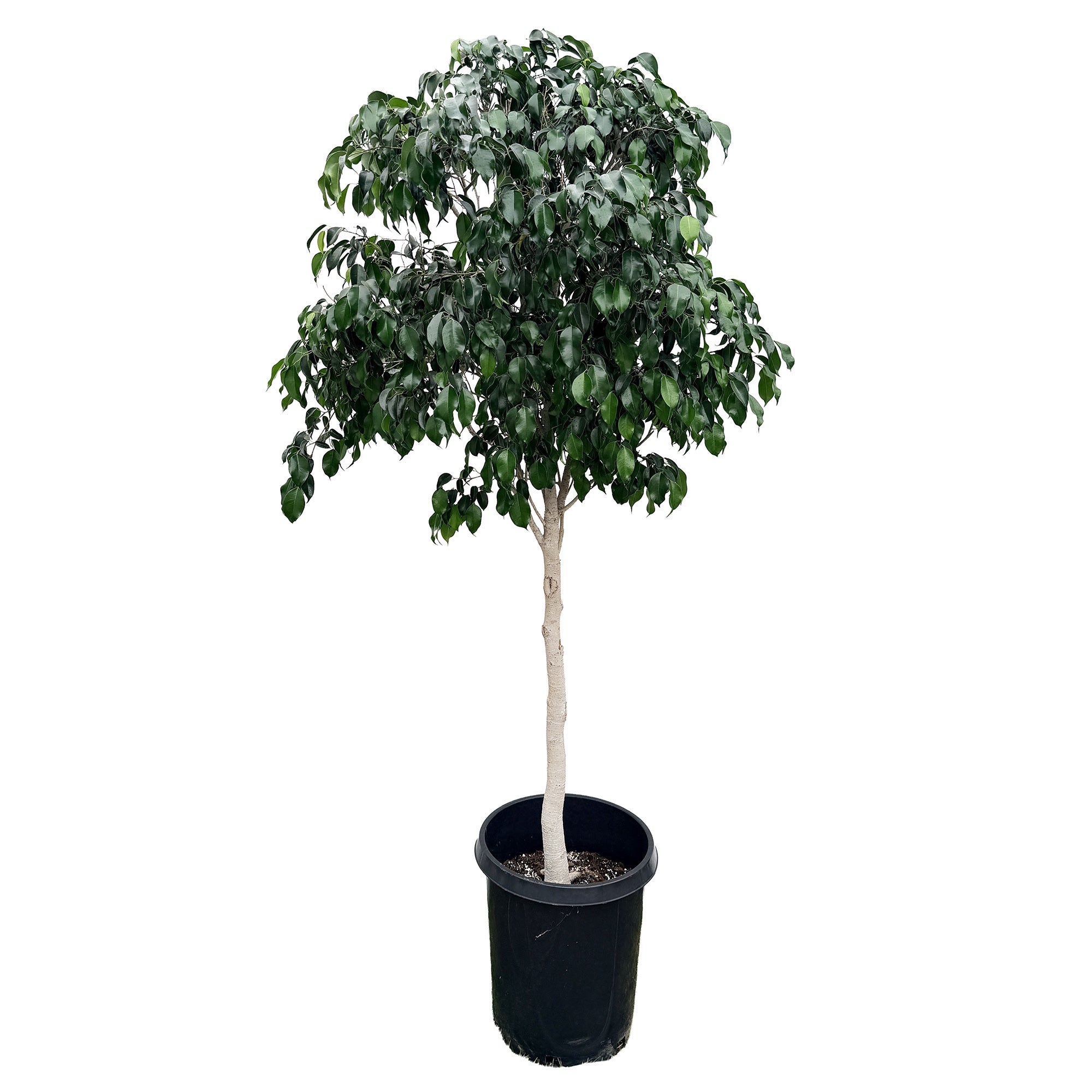 Ficus benjamina 'Midnight' XXL | SarahCotta Plants - Exotic, Uncommon ...