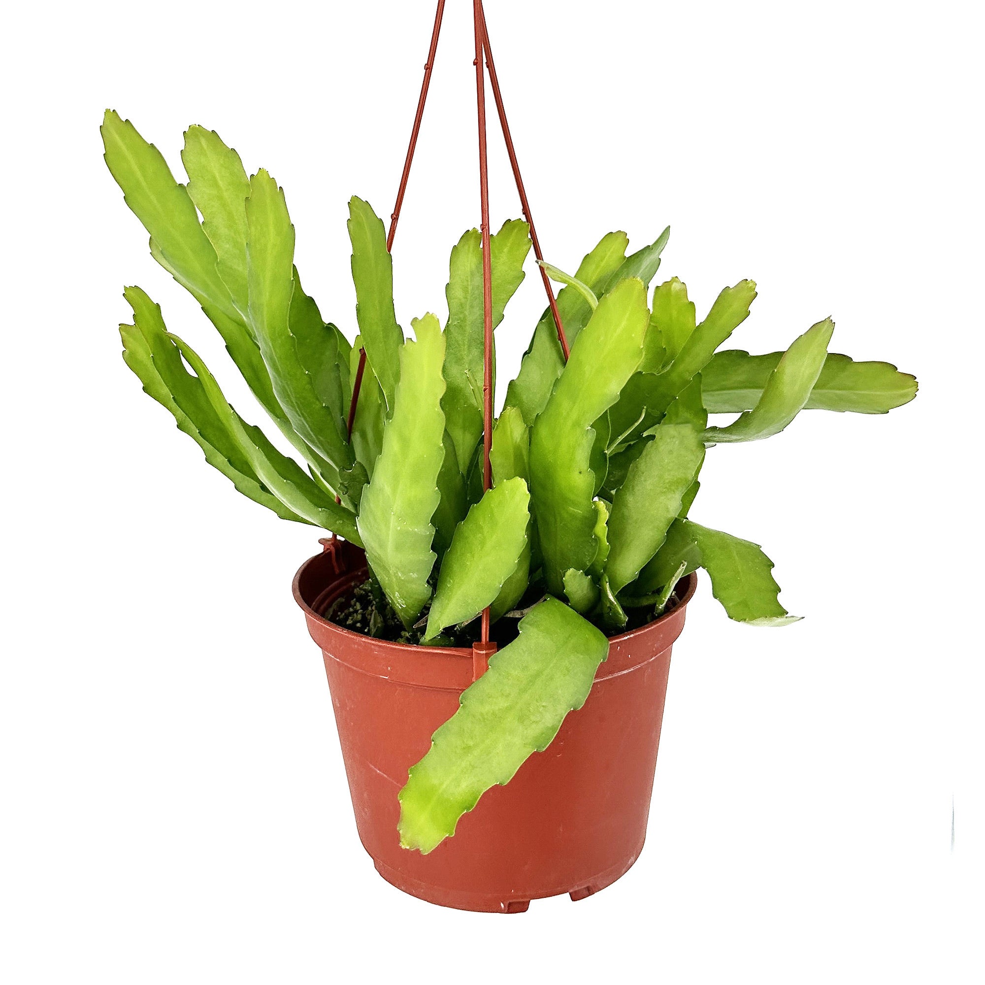 Disocactus macranthus ‘Golden Orchid Cactus’ | SarahCotta Plants ...