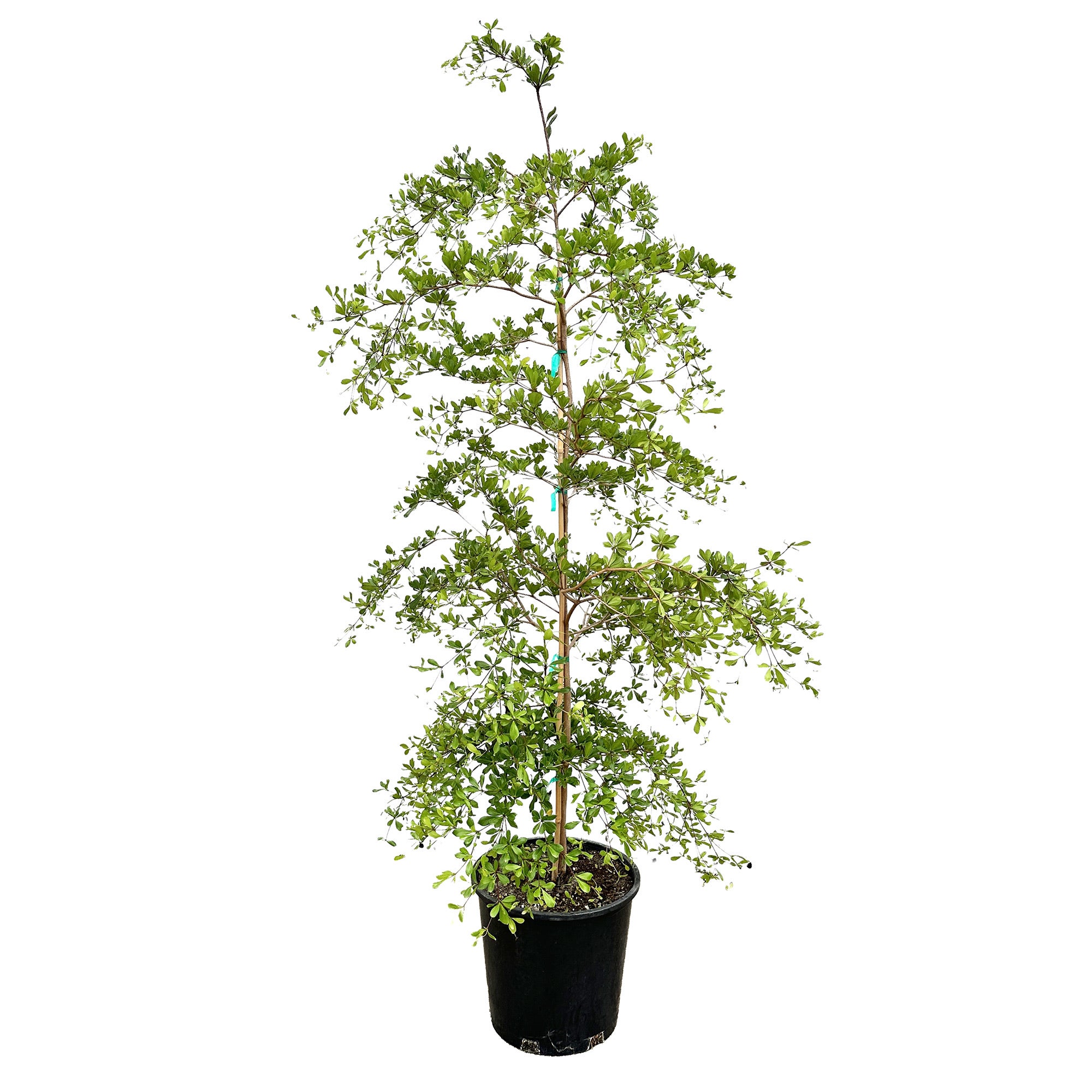 Bucida buceras 'Black Olive' XXL | SarahCotta Plants - Exotic, Uncommon ...