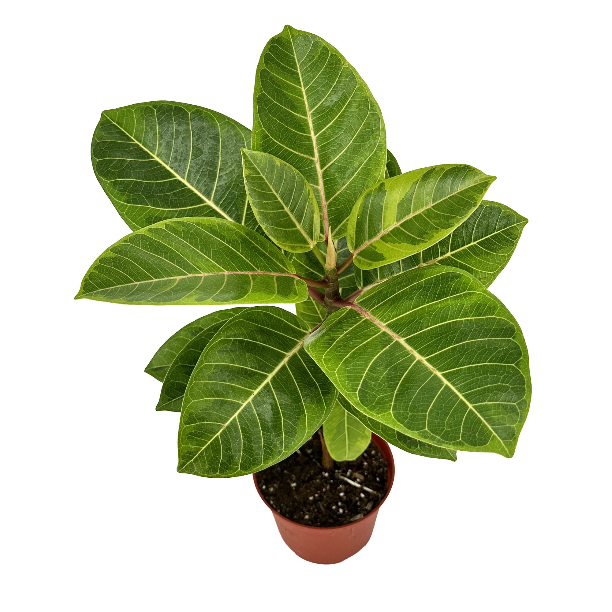 Ficus elastica 'Altissima' | SarahCotta Plants - Exotic, Uncommon and ...