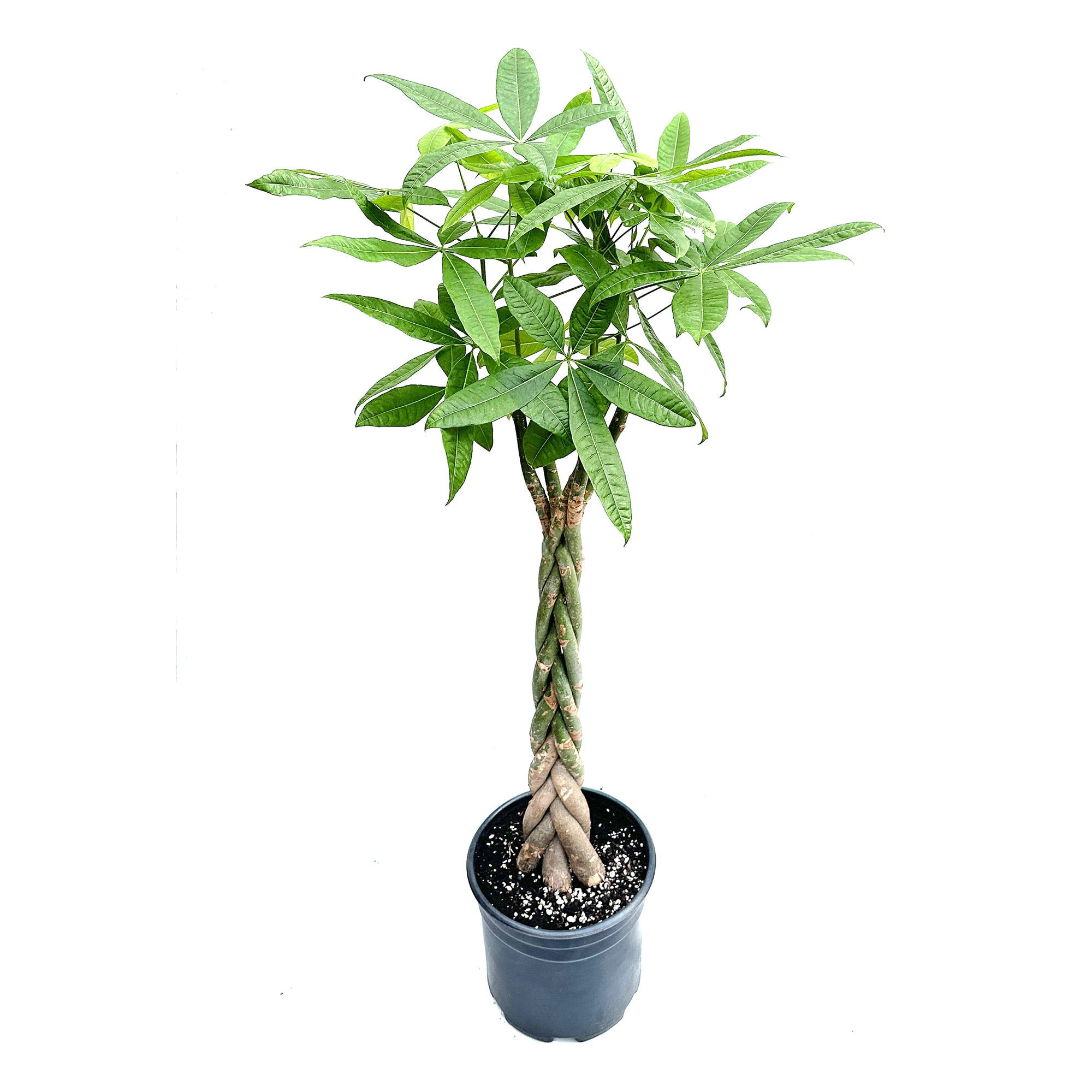 Pachira aquatica 'Braided Money Tree' XL | SarahCotta Plants - Exotic ...