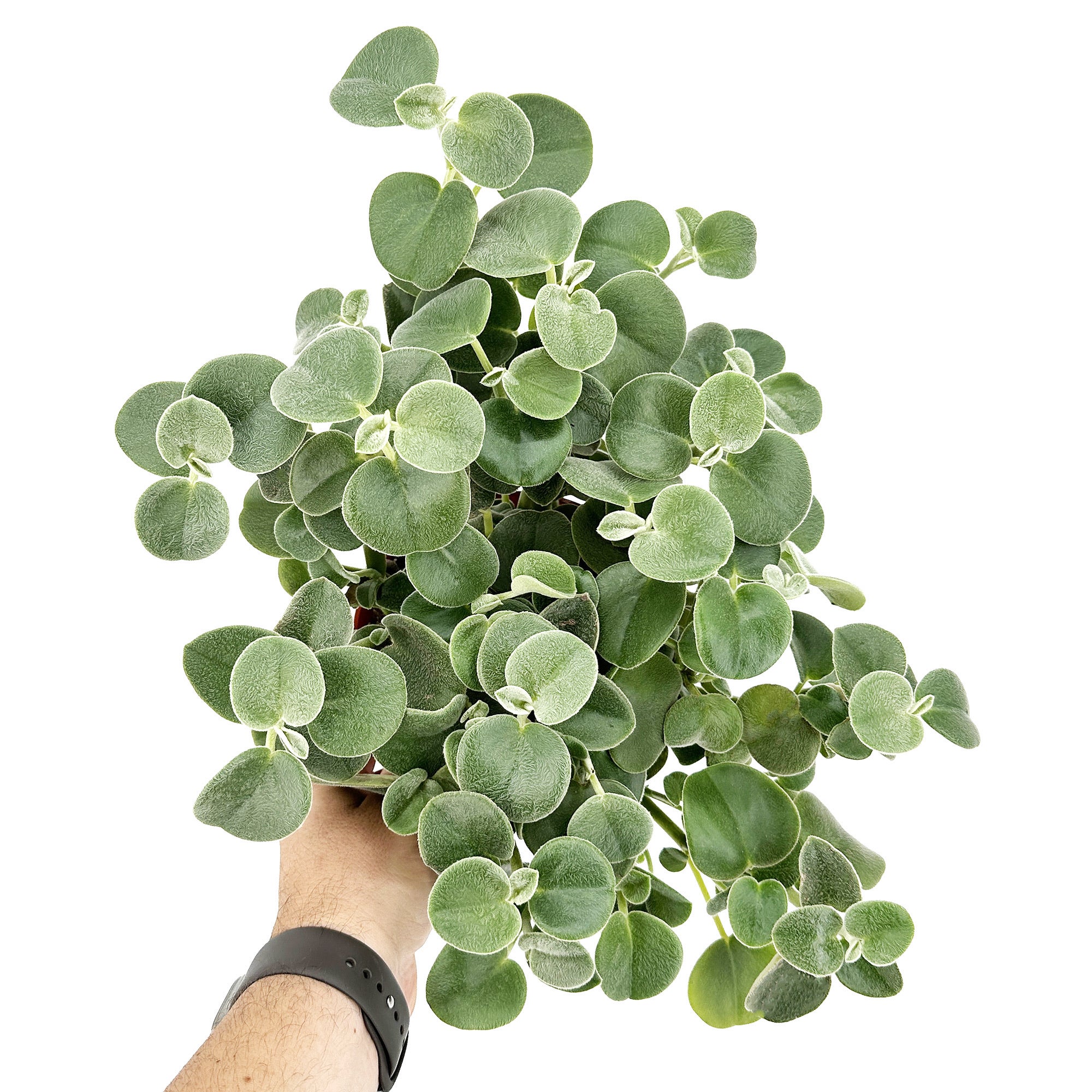 Peperomia incana 'Felted Peperomia' | SarahCotta Plants - Exotic ...