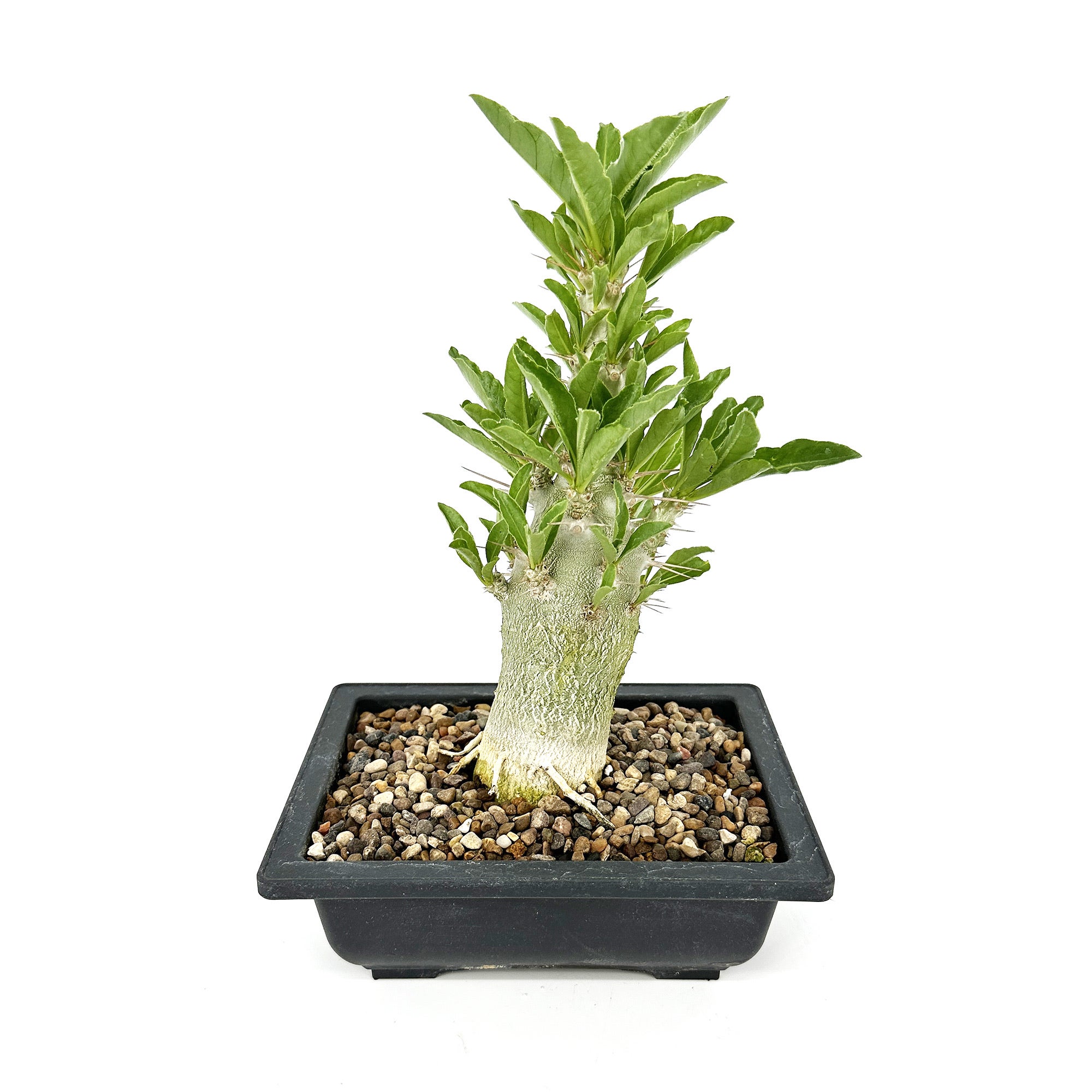 Pachypodium saundersii 'Kudu Lily' (bonsai) | SarahCotta Plants ...