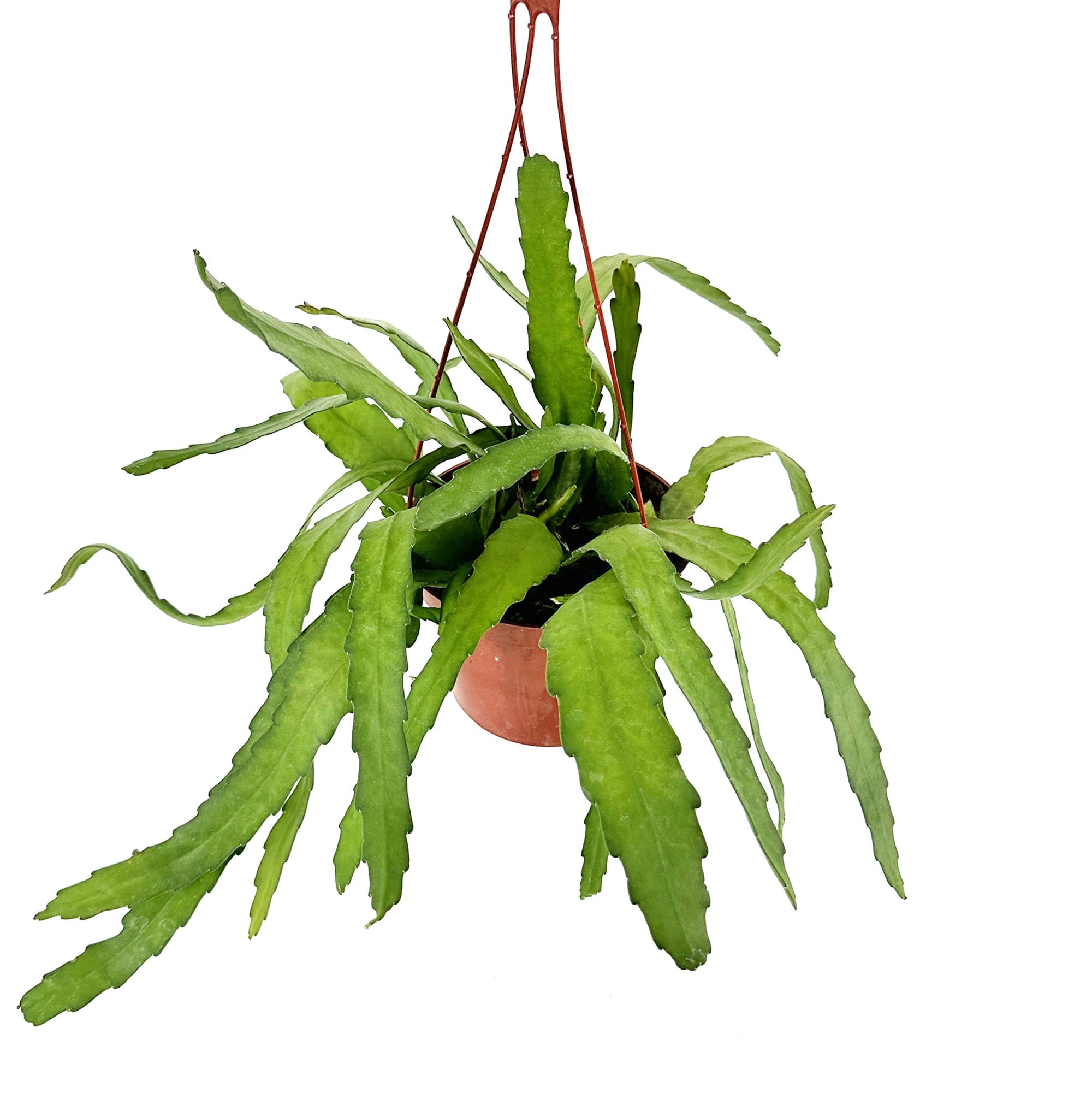 Disocactus macranthus ‘Golden Orchid Cactus’ | SarahCotta Plants