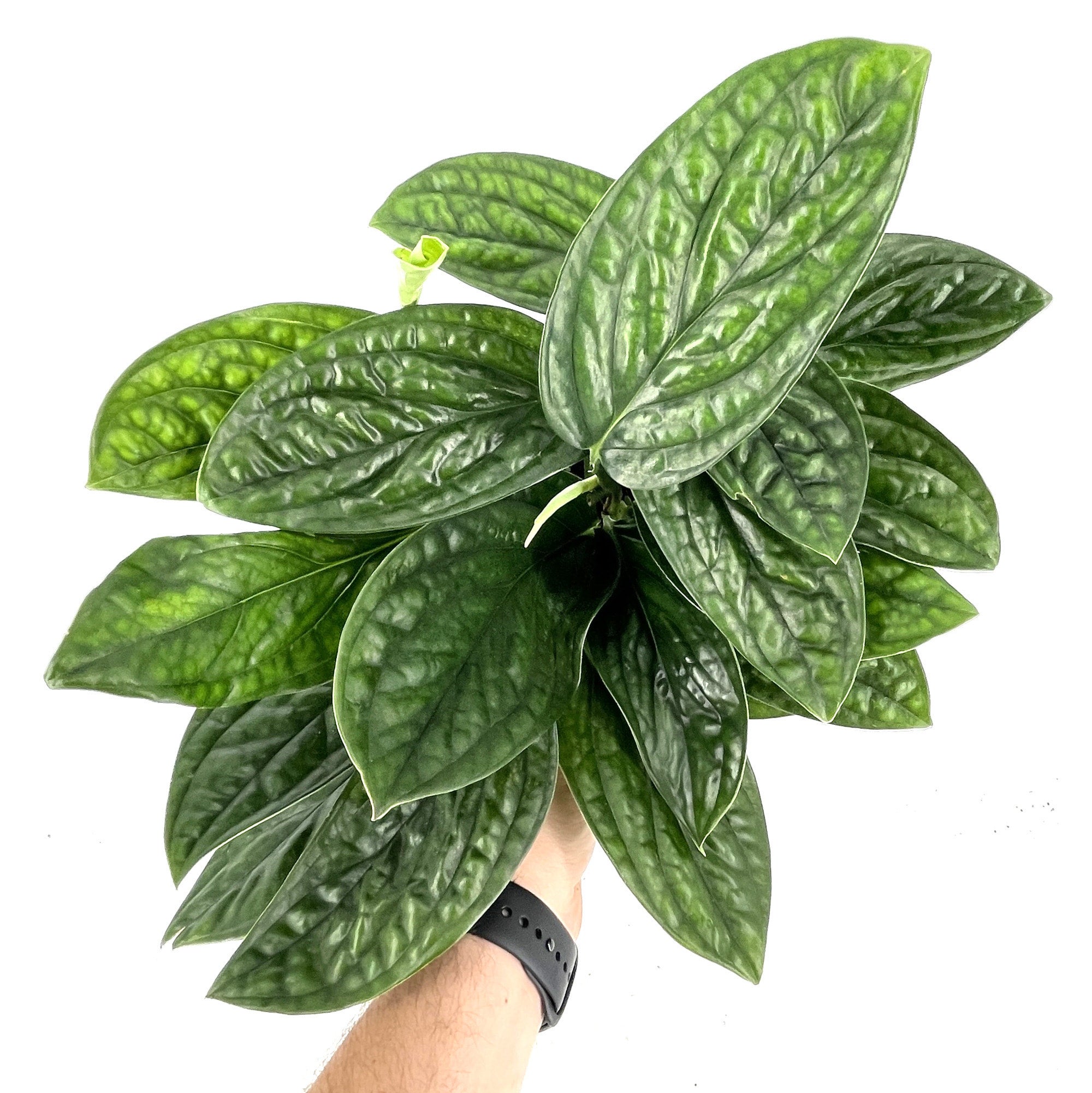 Monstera sp. 'Peru' | SarahCotta Plants