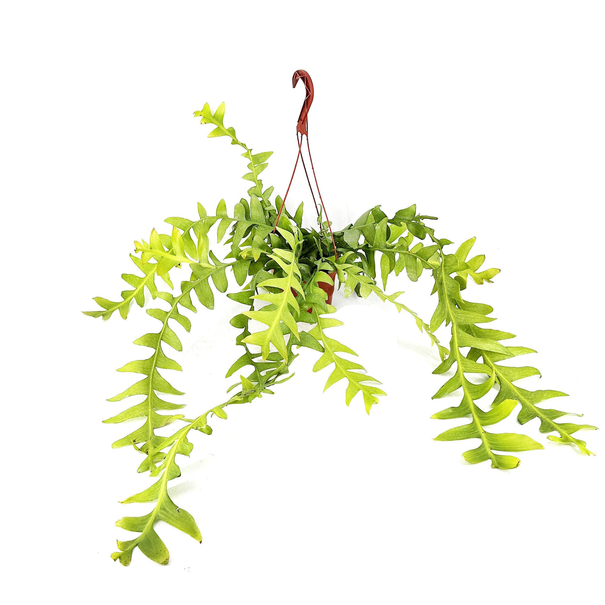 Selenicereus chrysocardium 'Fern Leaf Cactus' | SarahCotta Plants ...