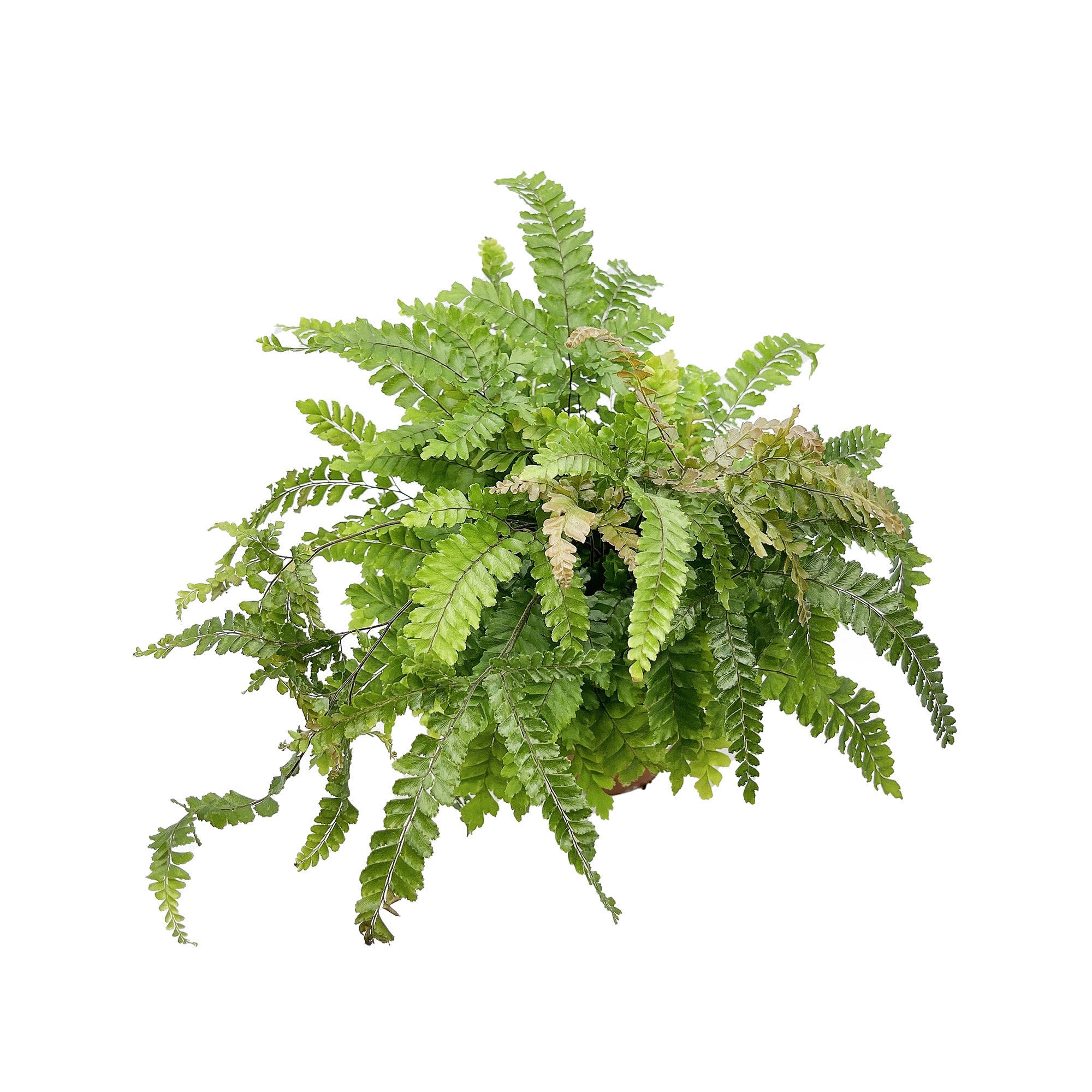 Adiantum hispidulum 'Bronze Venus Fern' | SarahCotta Plants