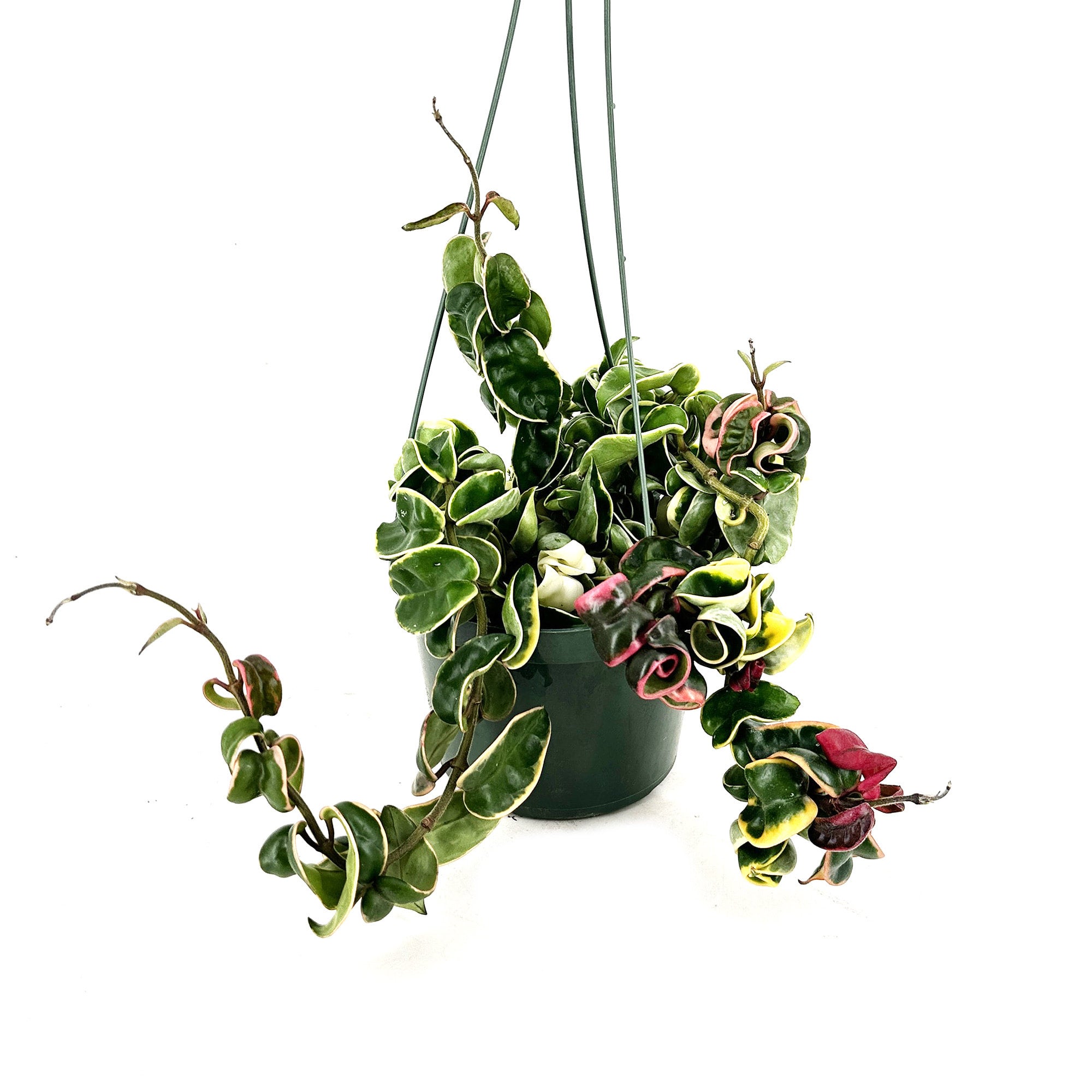 Hoya carnosa compacta variegata 'Variegated Hindu Rope' | SarahCotta Plants