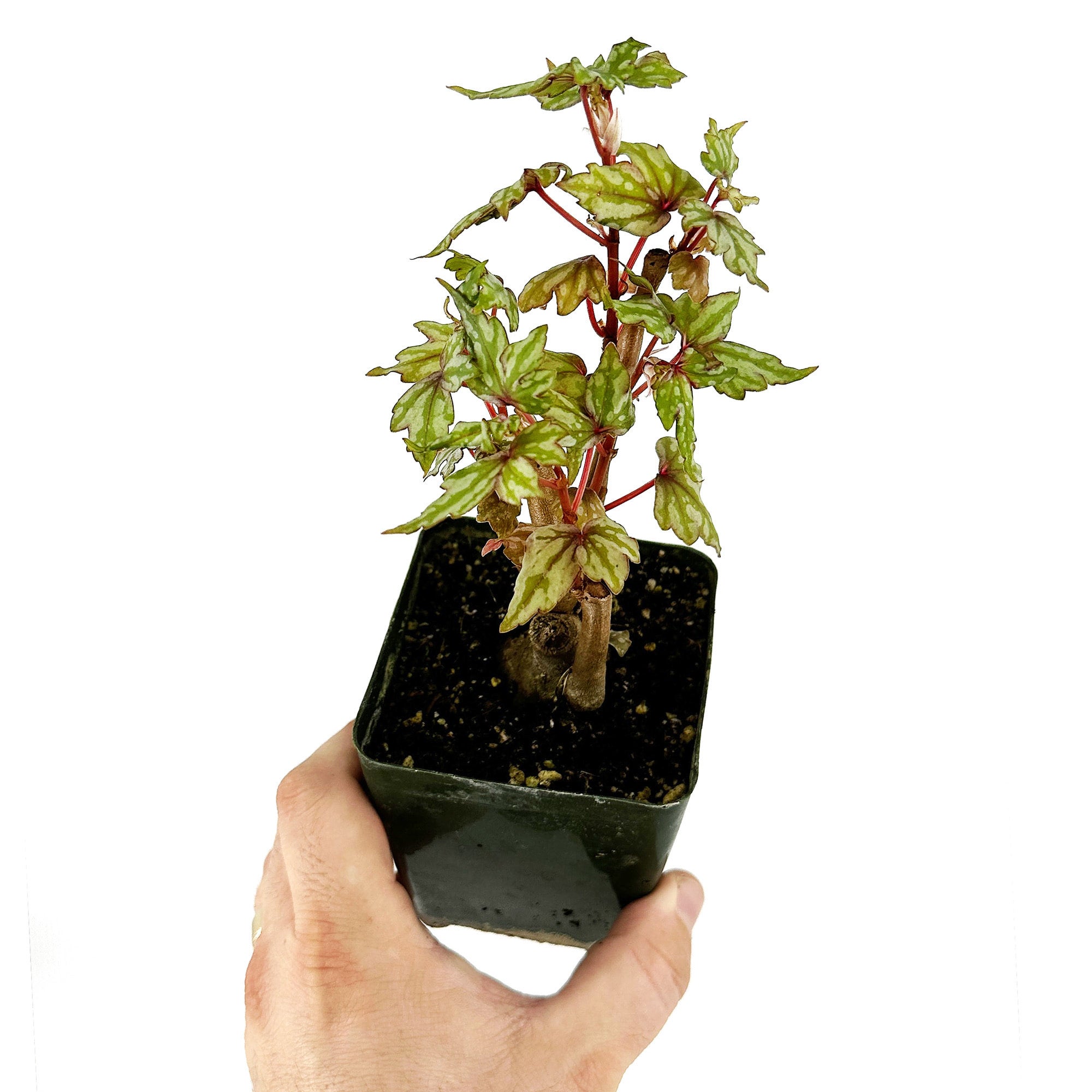 Begonia dregei 'Bonsai' | SarahCotta Plants