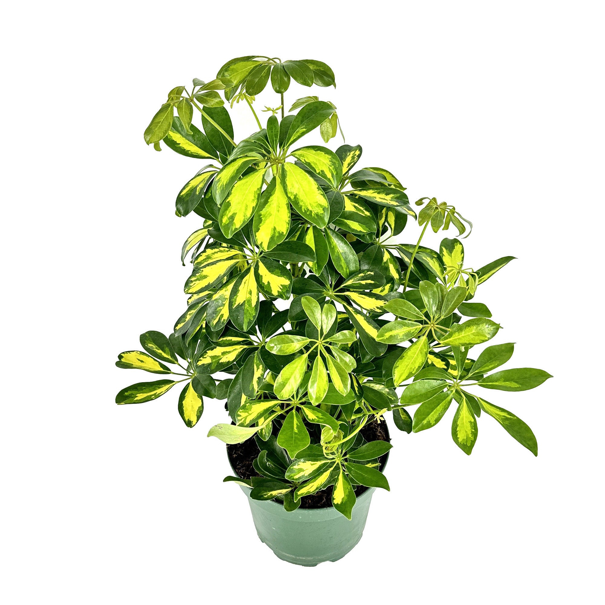 Schefflera arboricola variegata 'Variegated Umbrella Tree' XL ...