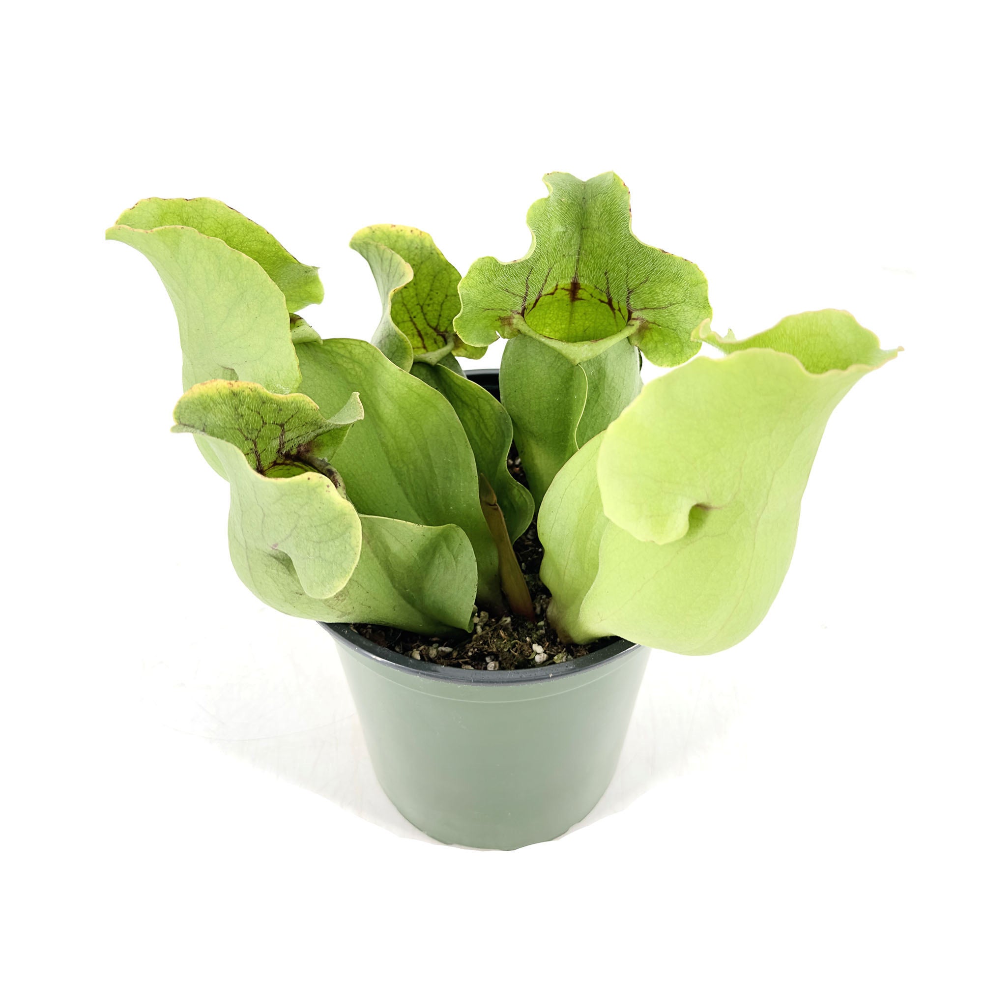 Sarracenia purpurea hybrid 'Pitcher Plant' | SarahCotta Plants