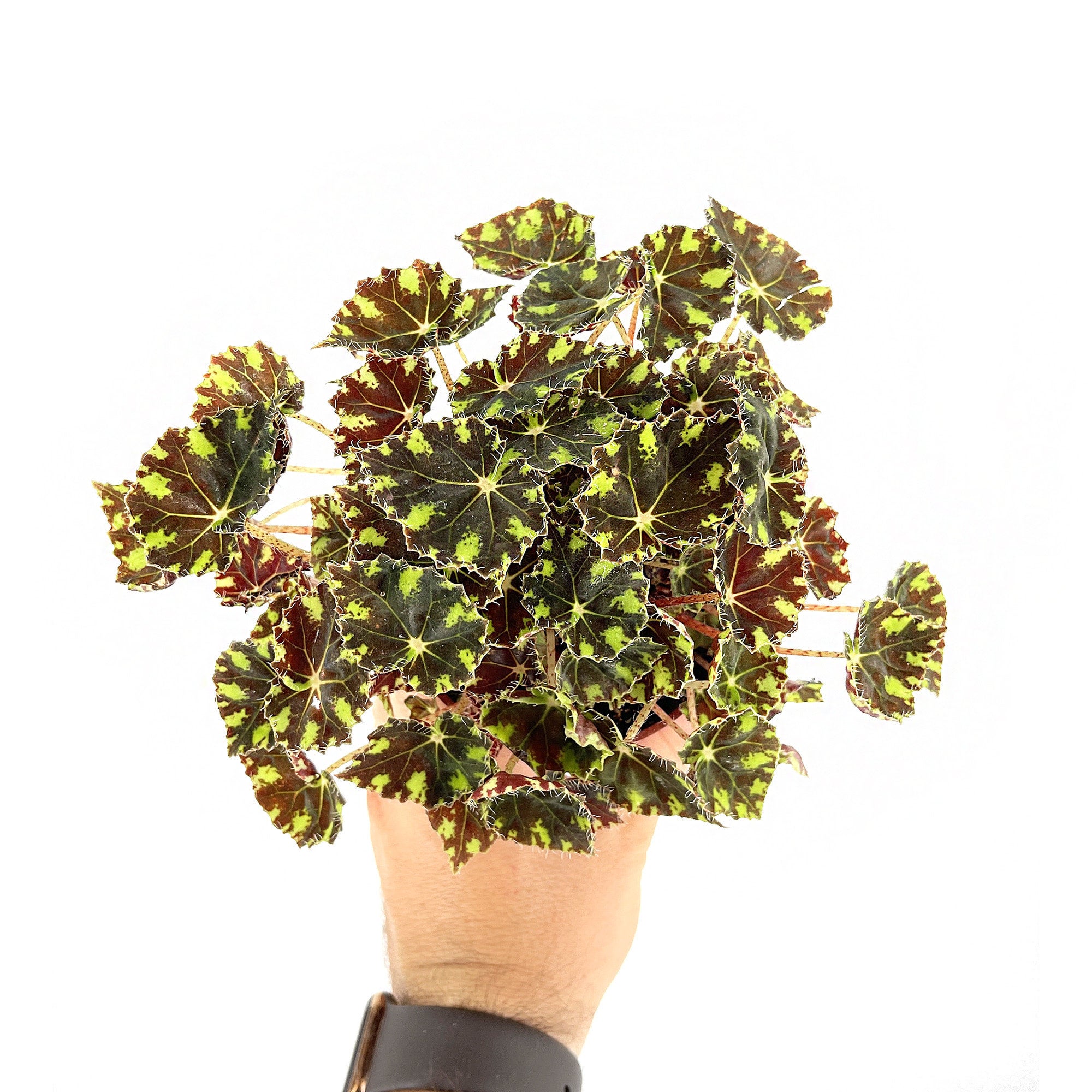 Begonia 'Tiger Paw' | SarahCotta Plants