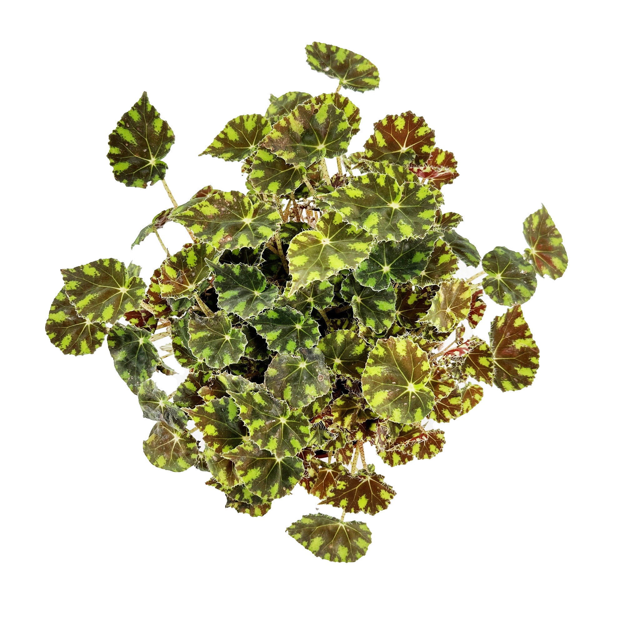 Begonia 'Tiger Paw' | SarahCotta Plants