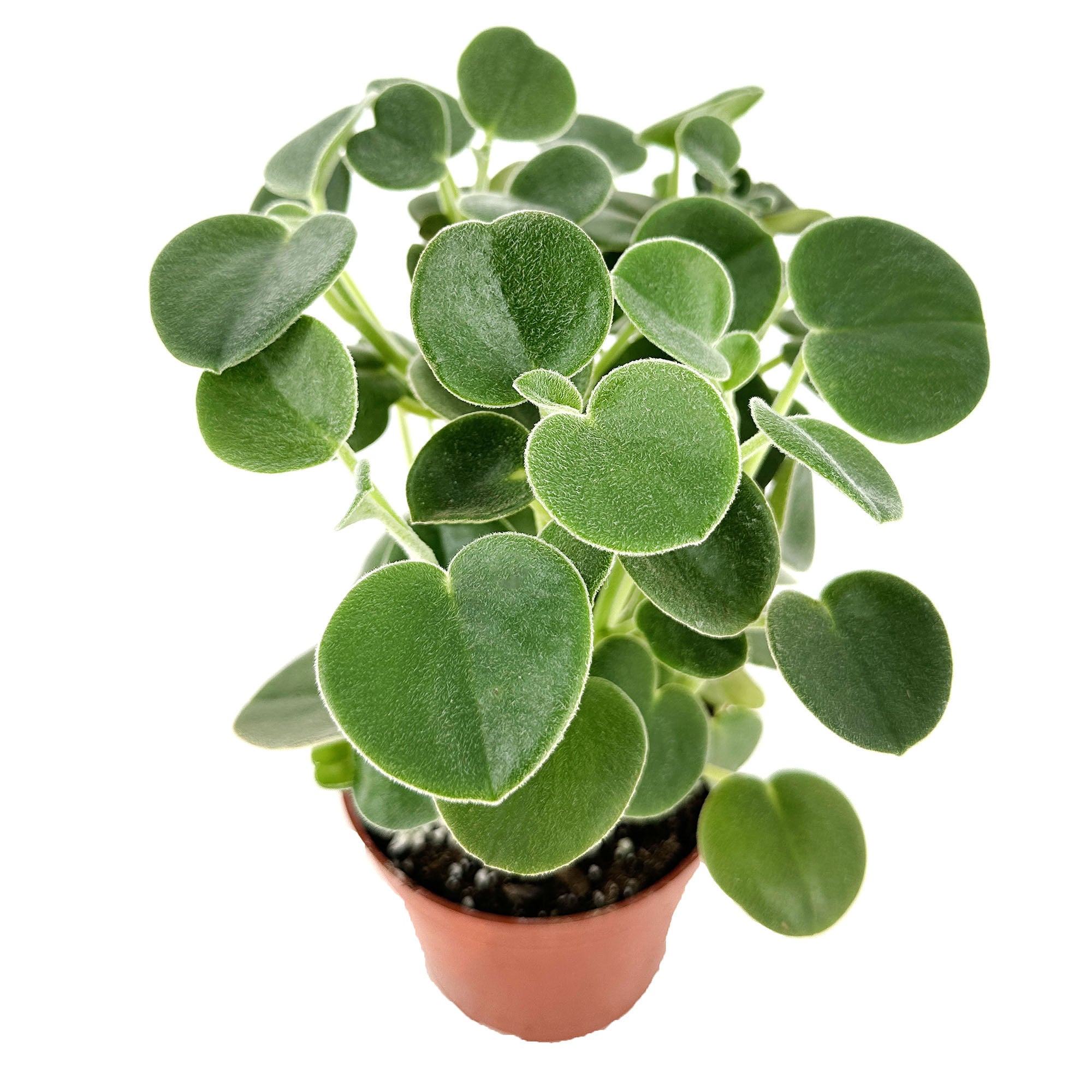 Peperomia incana 'Felted Peperomia' | SarahCotta Plants