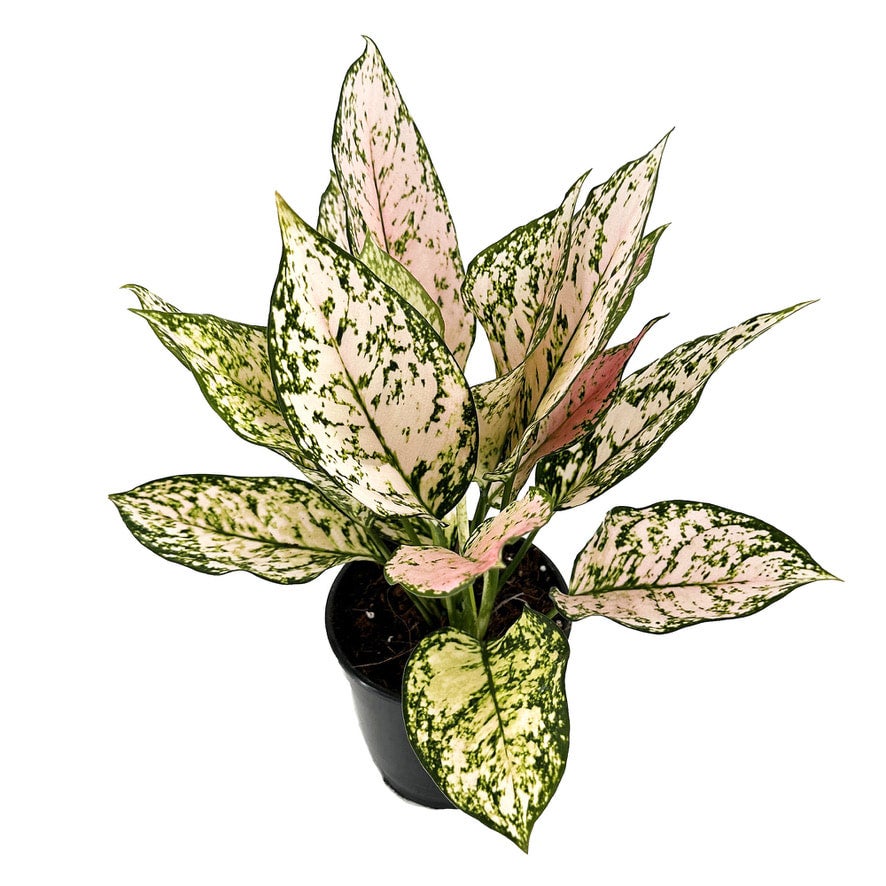 Aglaonema 'Pink Princess' | SarahCotta Plants