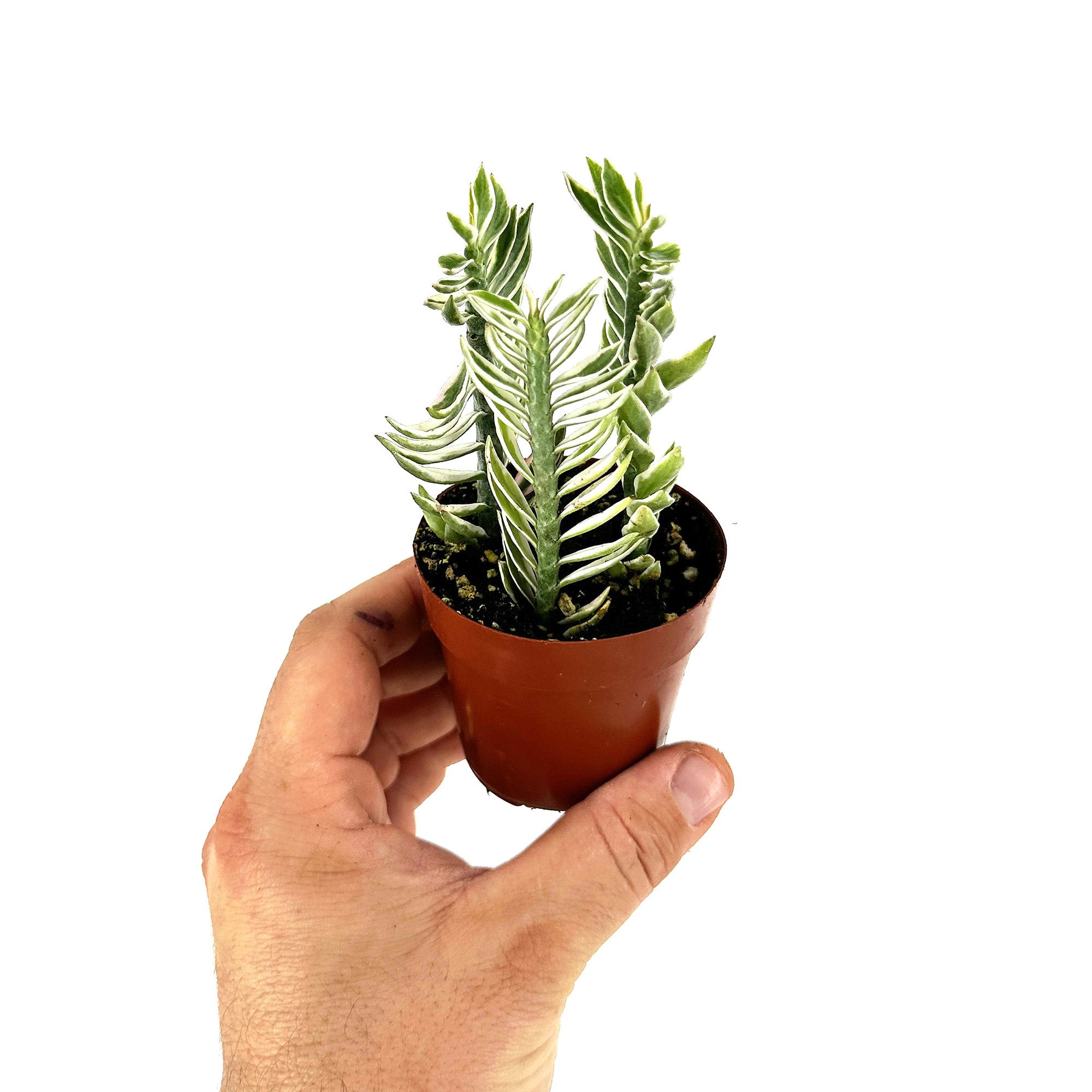 Euphorbia tithymaloides variegata 'Dwarf Devils Backbone' | SarahCotta ...