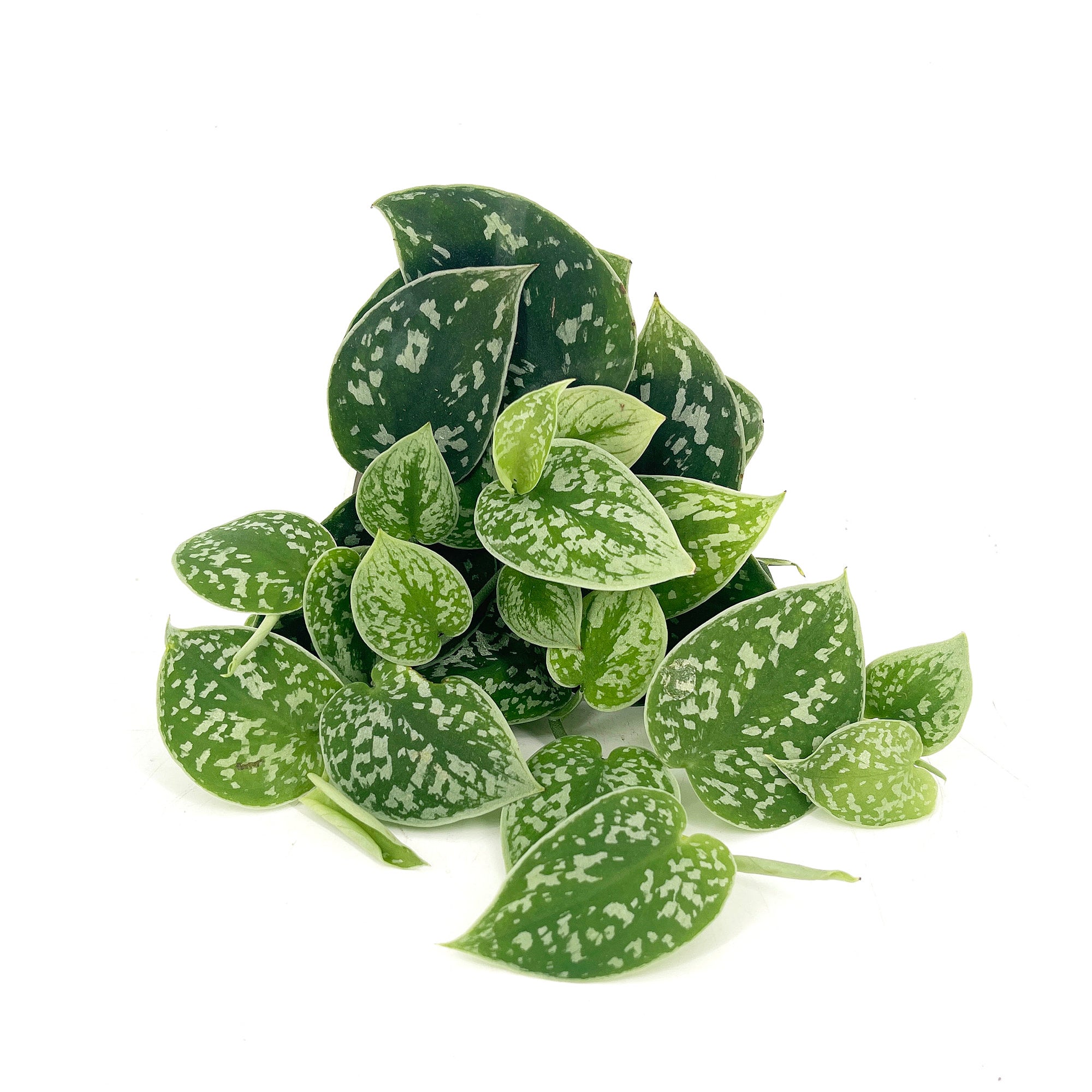 Scindapsus pictus 'Argyraeus' | SarahCotta Plants