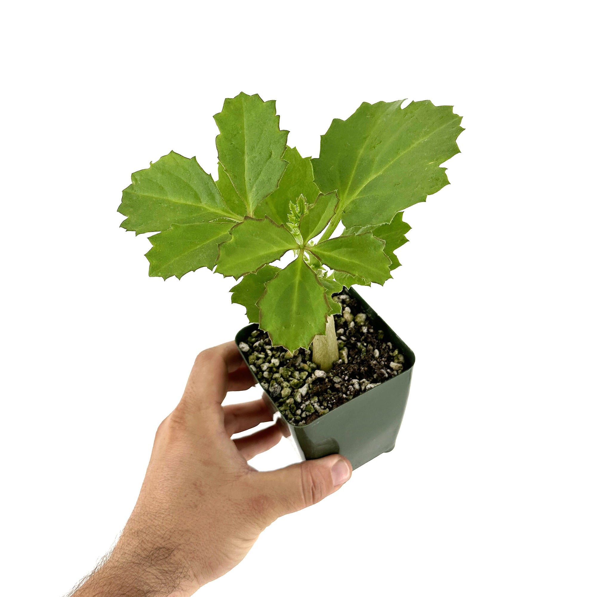 cyphostemma-cirrhosum-sarahcotta-plants