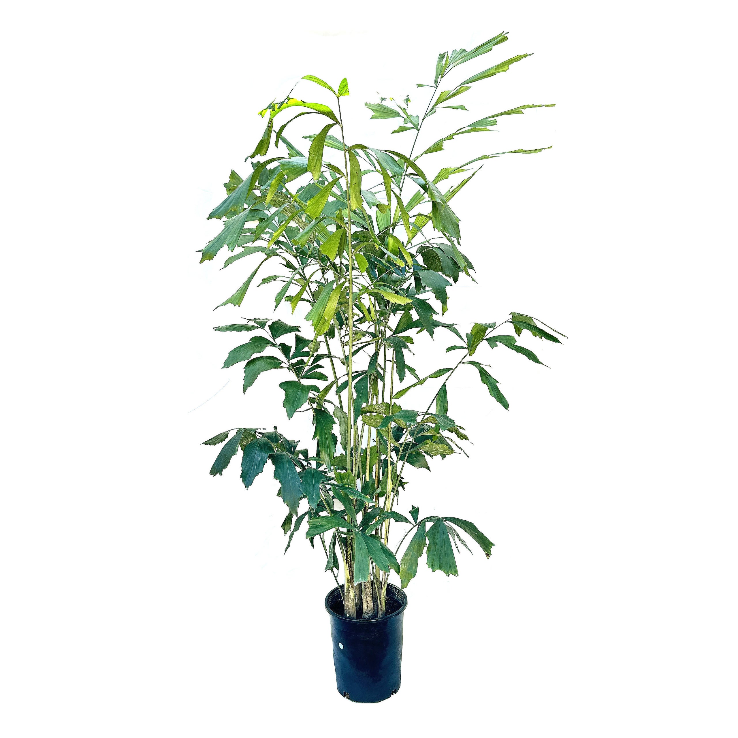 Caryota mitis 'Fishtail Palm' XL | SarahCotta Plants