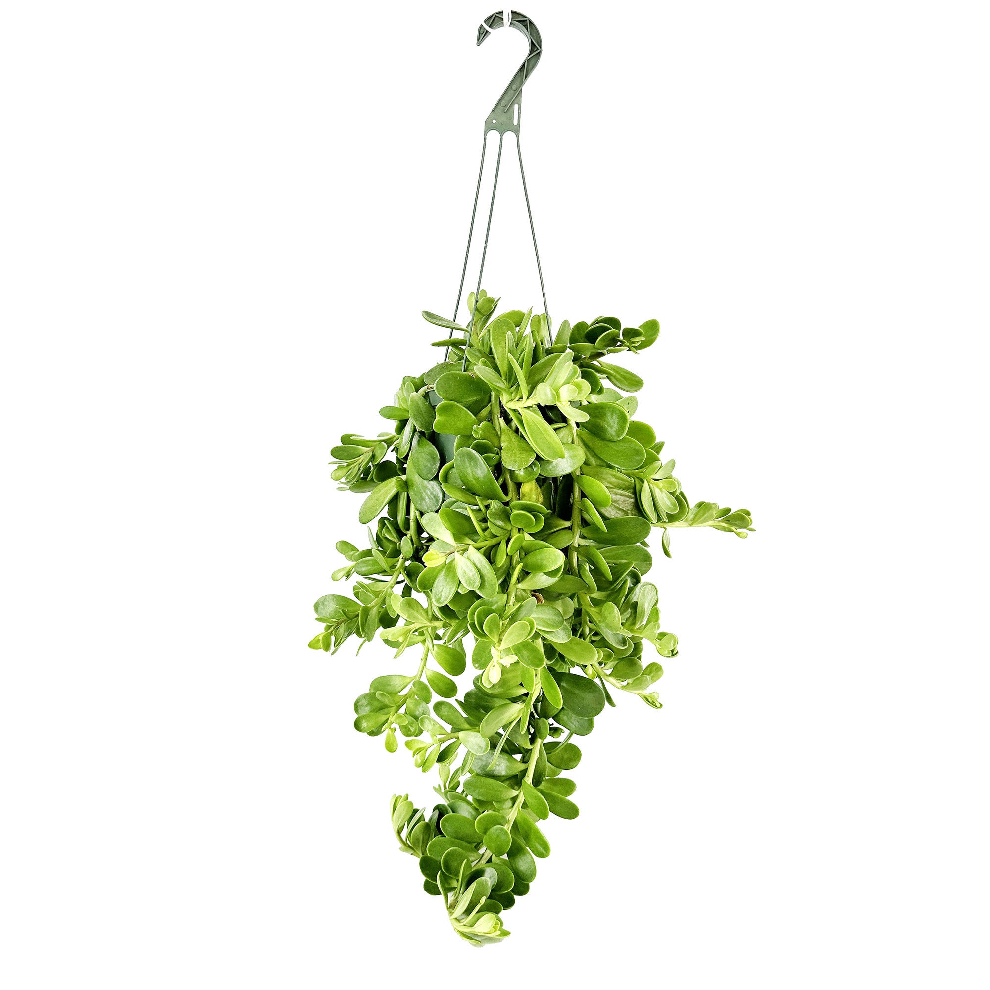 Senecio jacobsenii 'Trailing Jade' XL | SarahCotta Plants