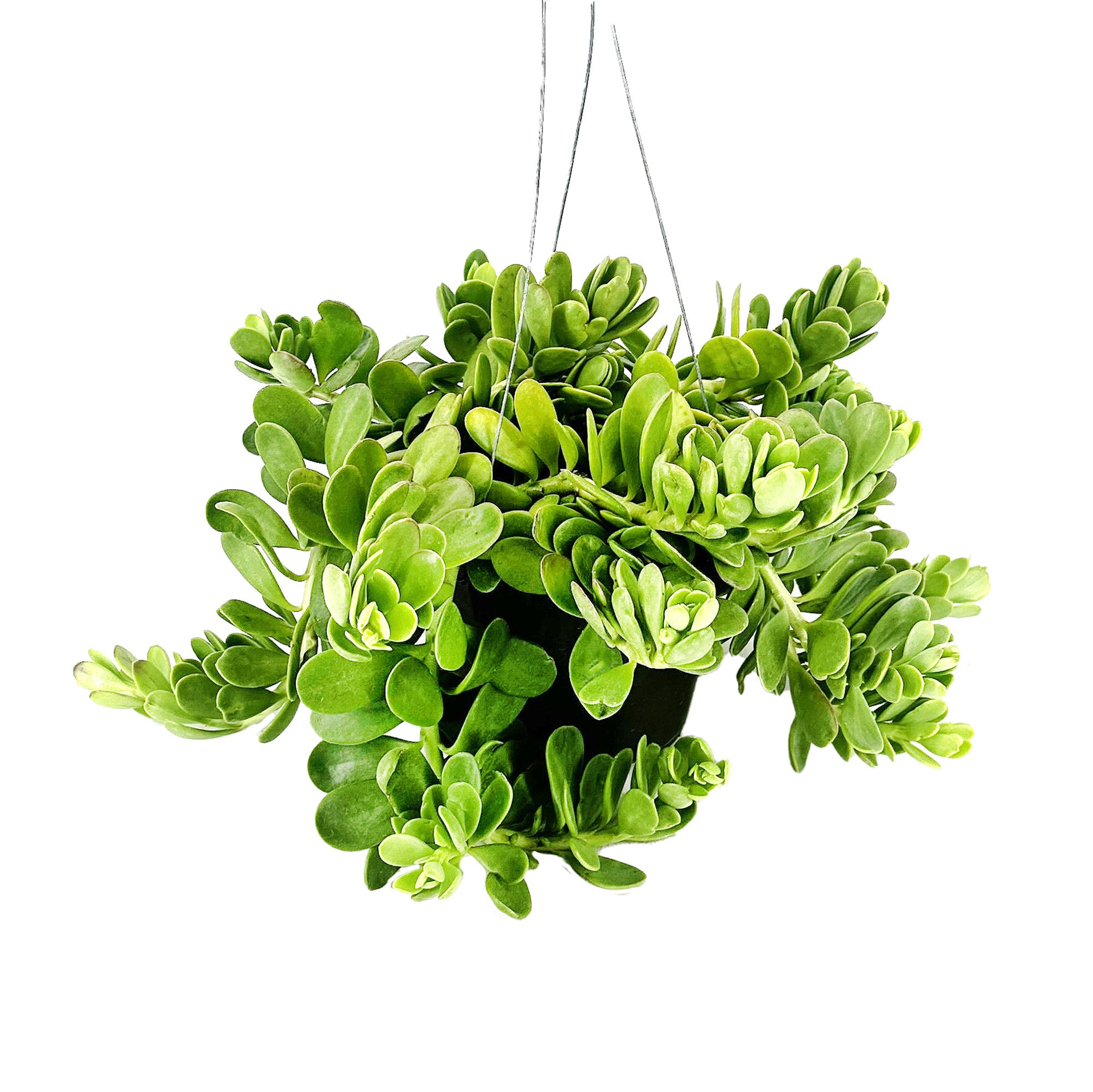 Senecio jacobsenii 'Trailing Jade' | SarahCotta Plants