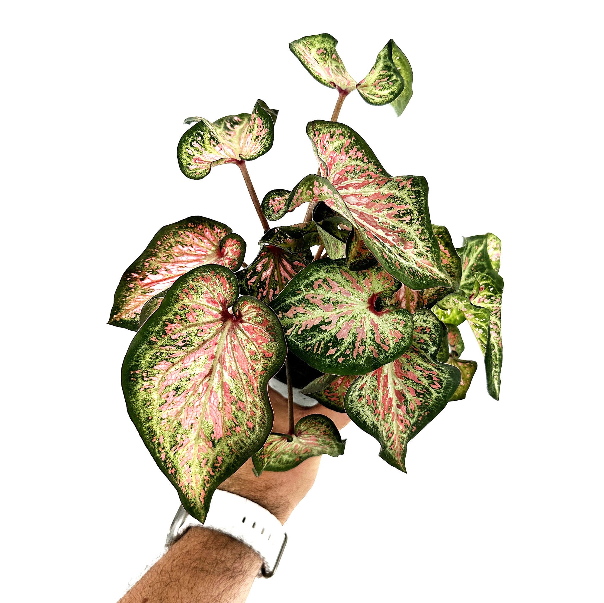 Caladium 'Candyland' XL | SarahCotta Plants
