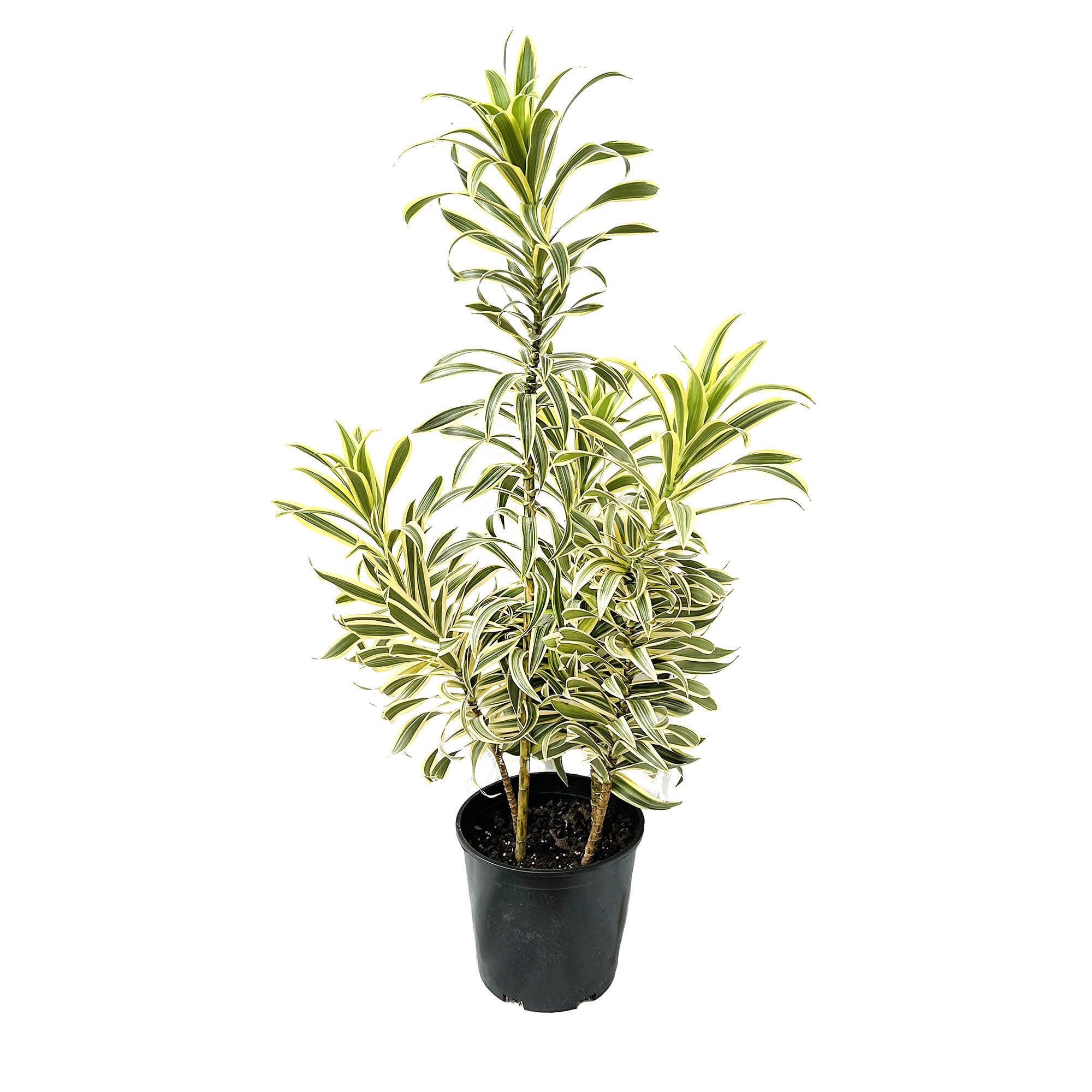 Dracaena reflexa variegata 'Song of India' XL | SarahCotta Plants