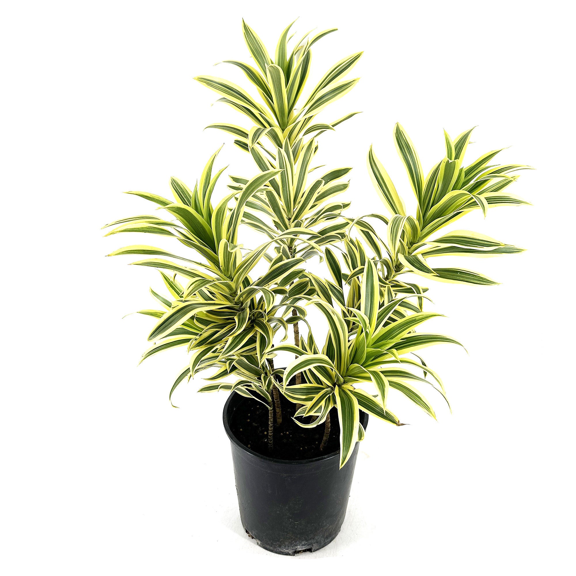 Dracaena reflexa variegata 'Song of India' XL | SarahCotta Plants