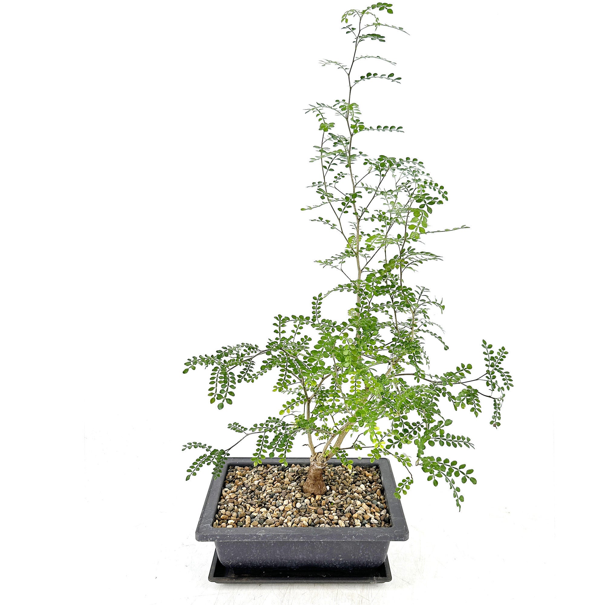 Operculicarya decaryi 'Elephant Tree' [bonsai] | SarahCotta Plants