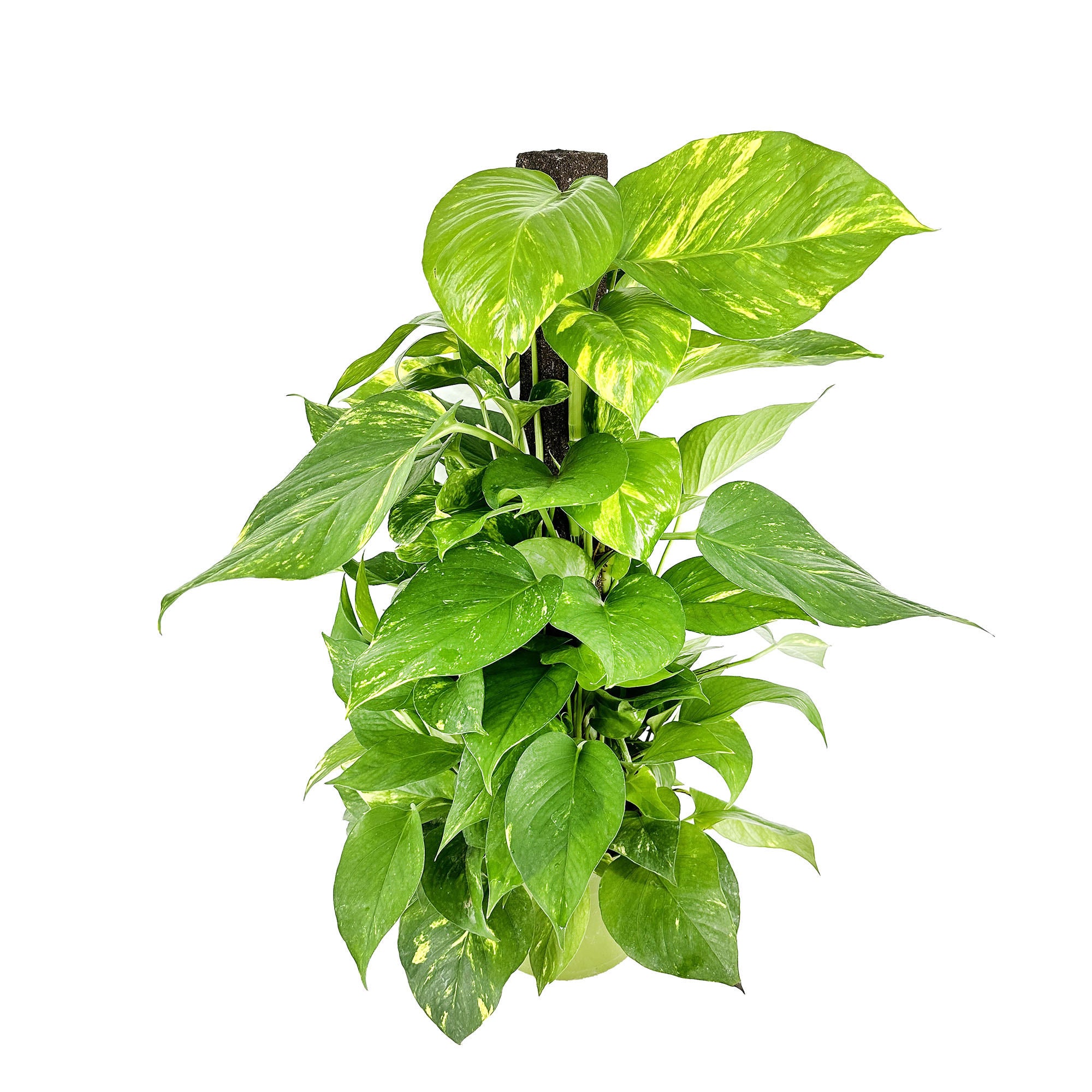 Epipremnum Aureum Golden Pothos SarahCotta Plants