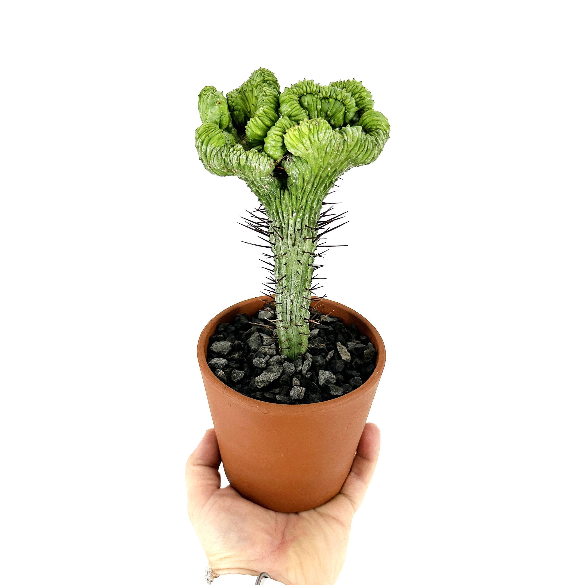 Euphorbia enopla 'Cristata' | SarahCotta Plants