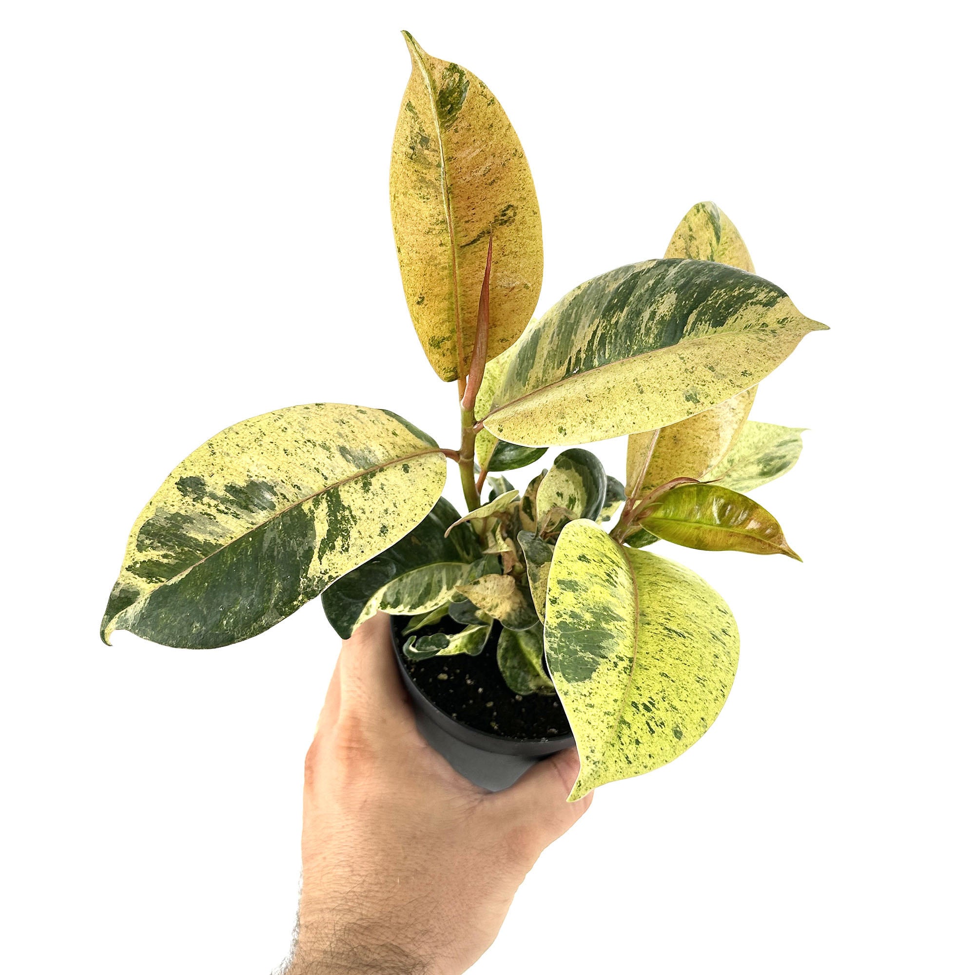 Ficus elastica shivereana ‘Moonshine' | SarahCotta Plants - Exotic ...