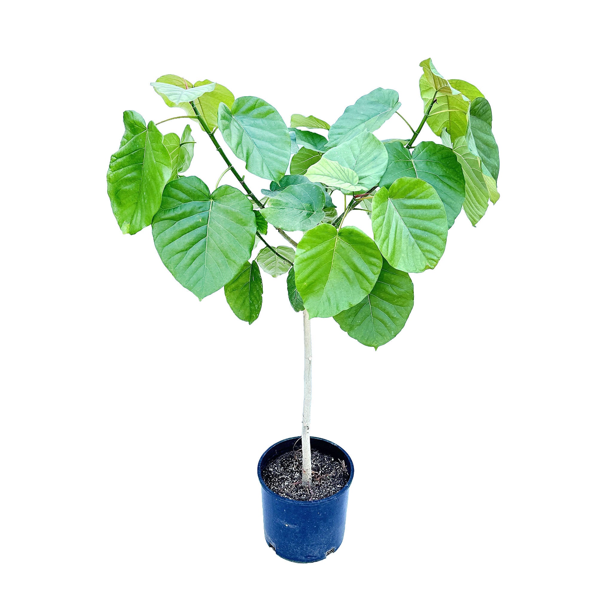 Ficus umbellata 'Umbrella Tree Fig' XL | SarahCotta Plants