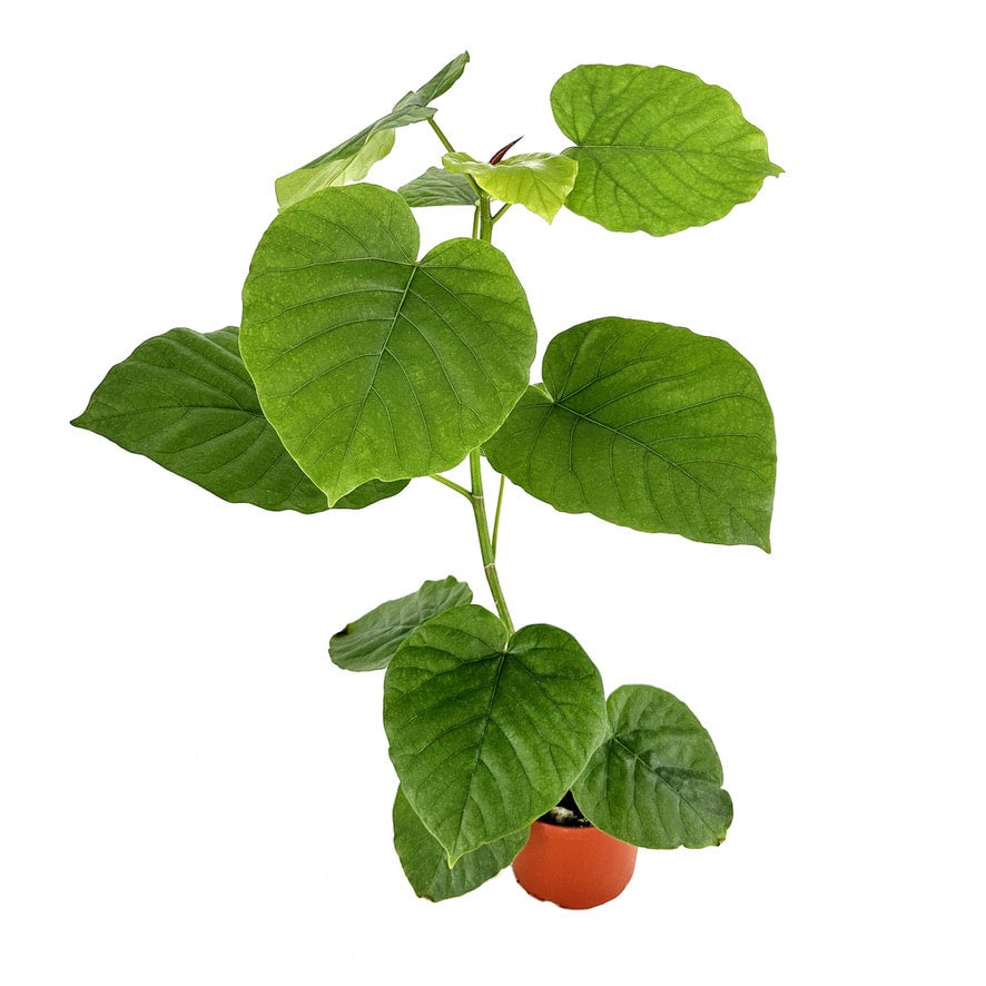 Ficus umbellata 'Umbrella Tree Fig' XL | SarahCotta Plants