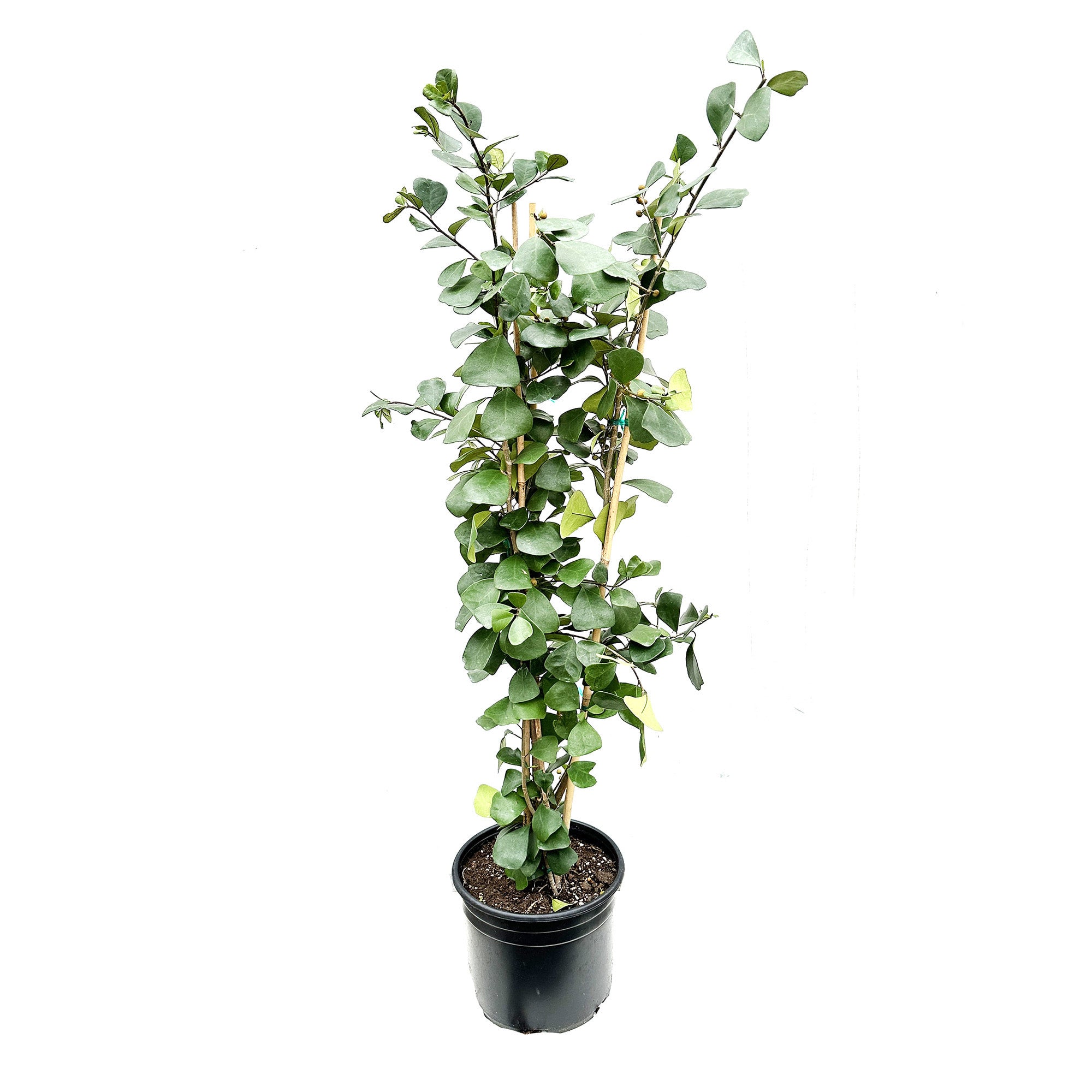 Ficus triangularis XL | SarahCotta Plants