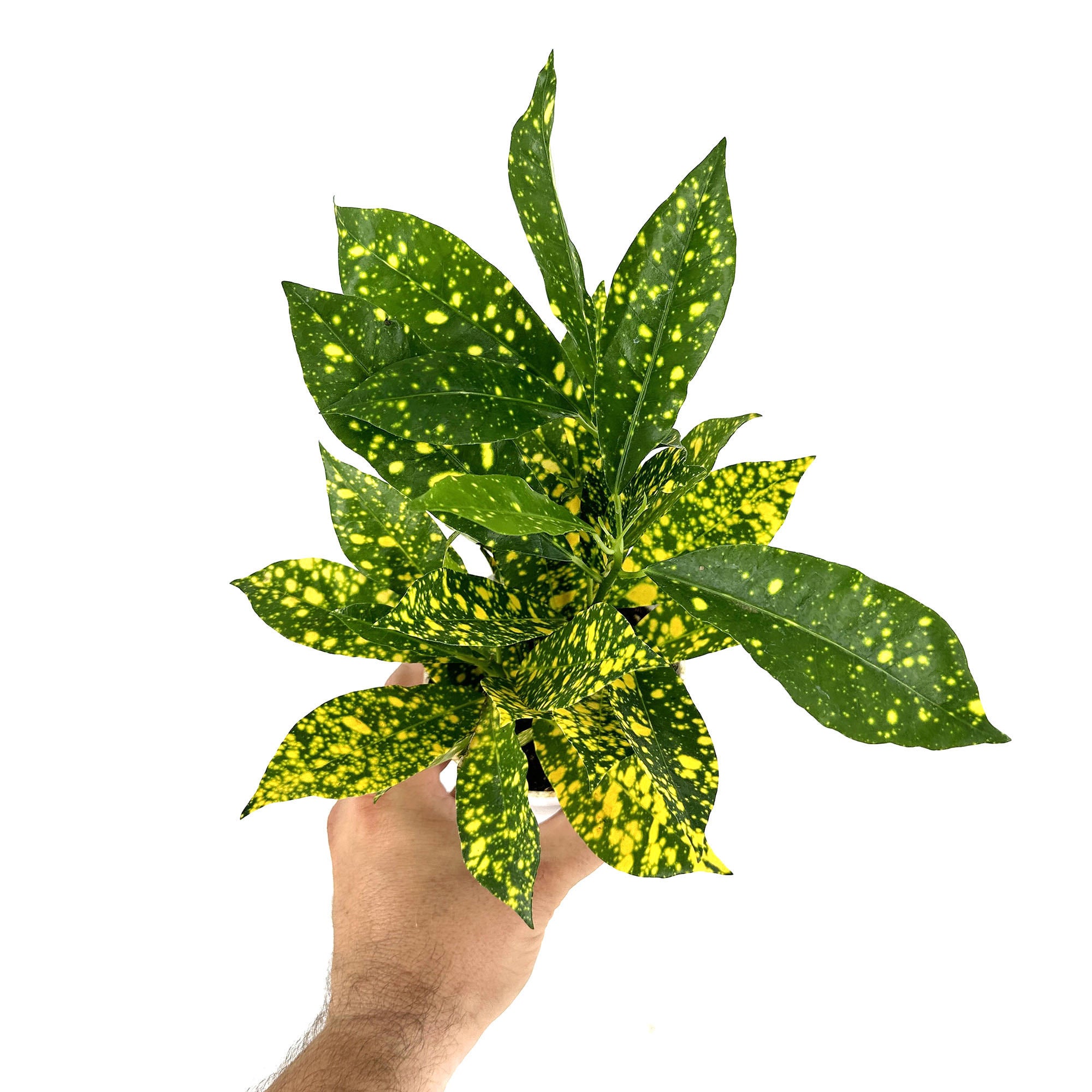 Codiaeum variegatum 'Croton Gold Dust' | SarahCotta Plants