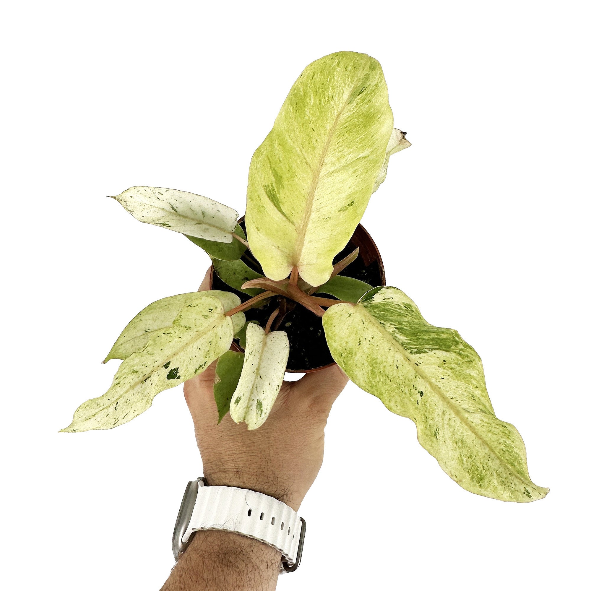 Philodendron 'Snowdrift' | SarahCotta Plants