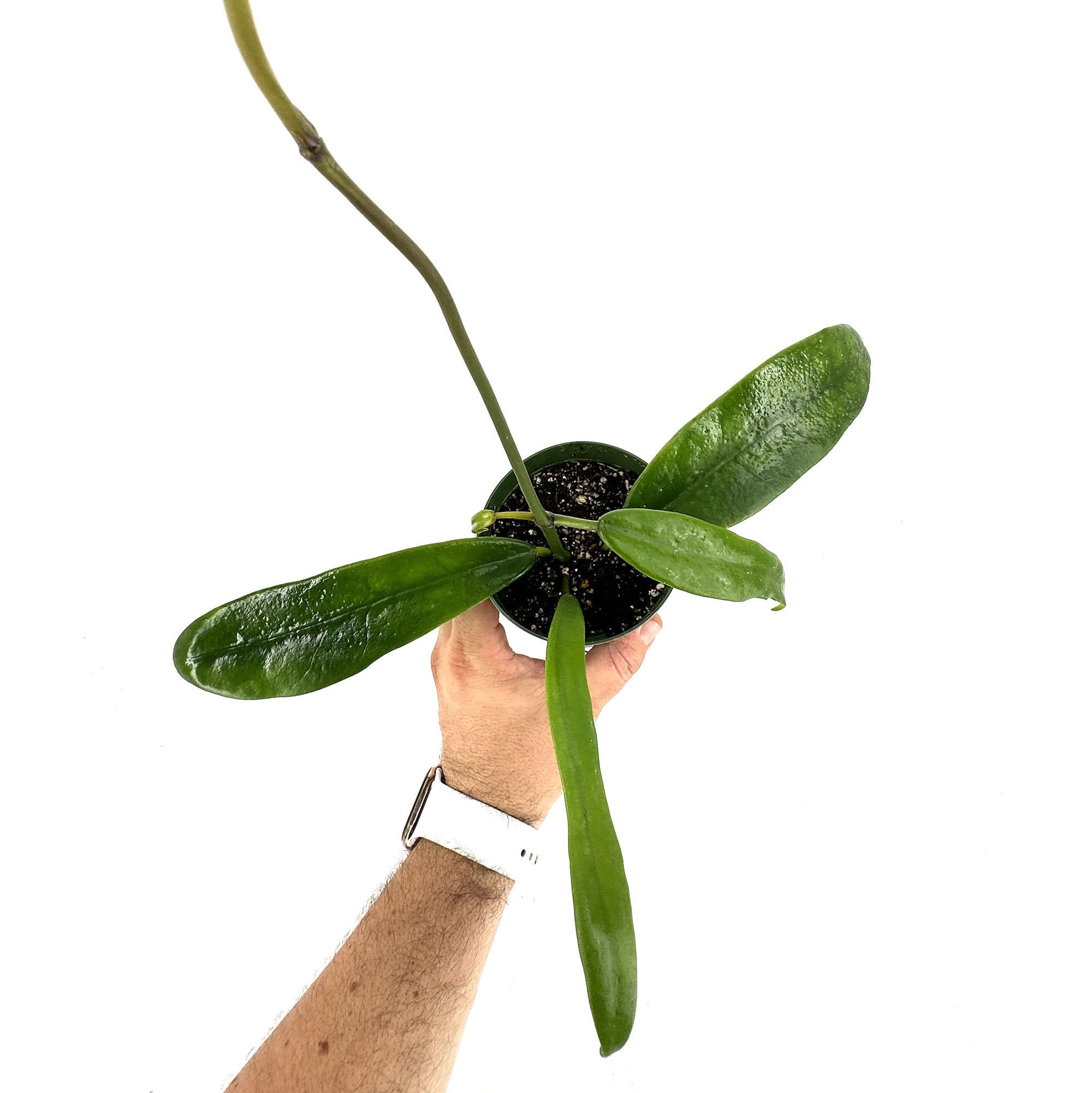 Hoya meliflua ssp. fraterna | SarahCotta Plants