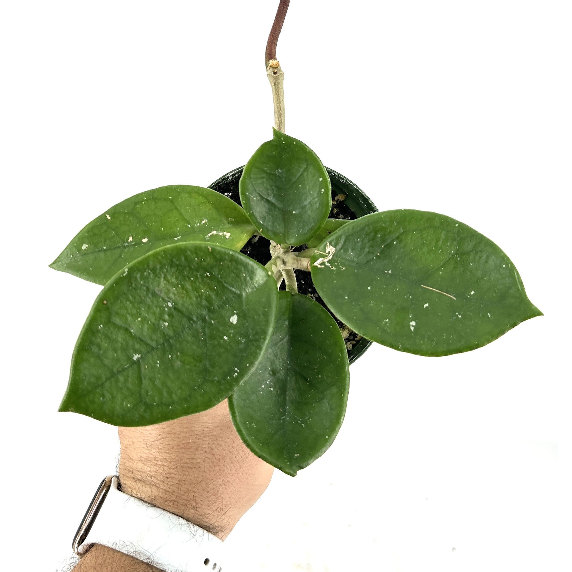 Hoya carnosa 'Giant White' | SarahCotta Plants