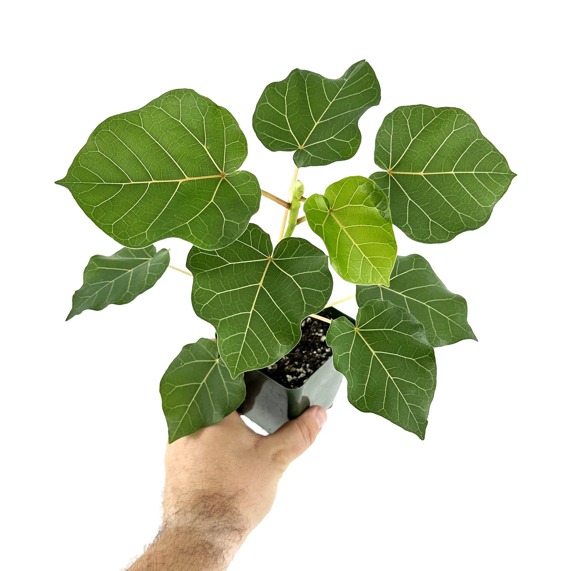 Ficus abutilifolia 'Large-Leaved Rock Fig' | SarahCotta Plants
