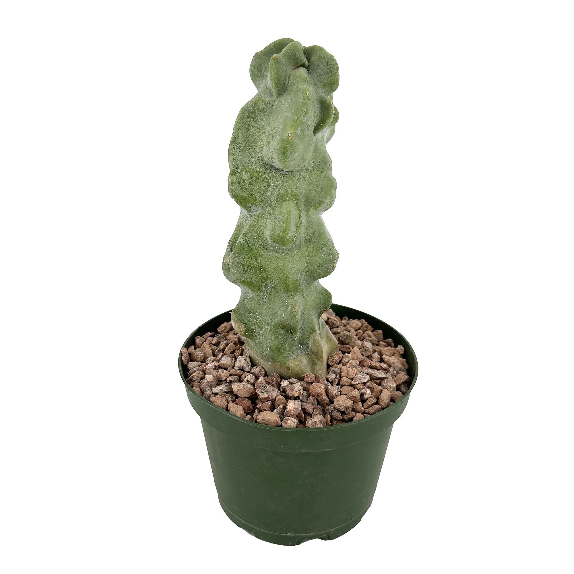 Pachycereus Schottii Monstrosus Totem Pole Cactus Sarahcotta Plants