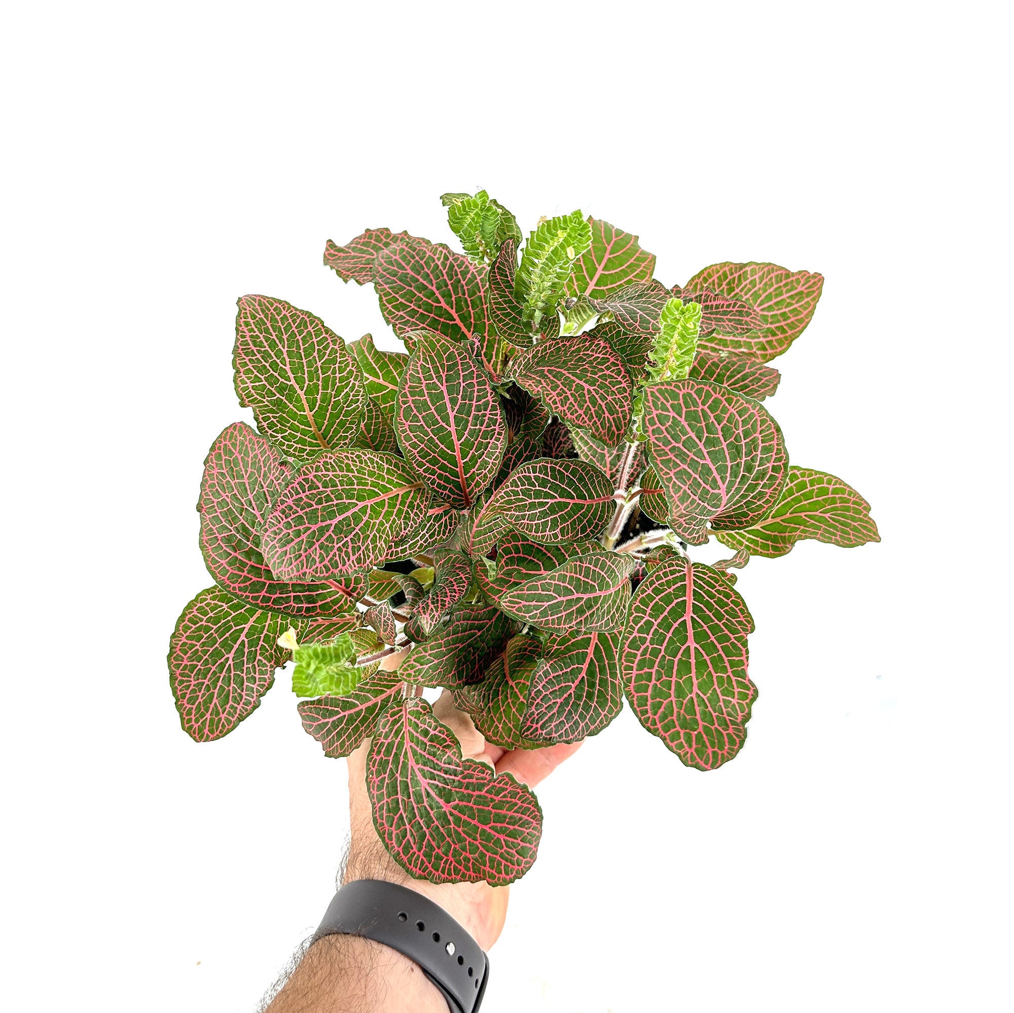 Fittonia Red 'Nerve Plant' | SarahCotta Plants