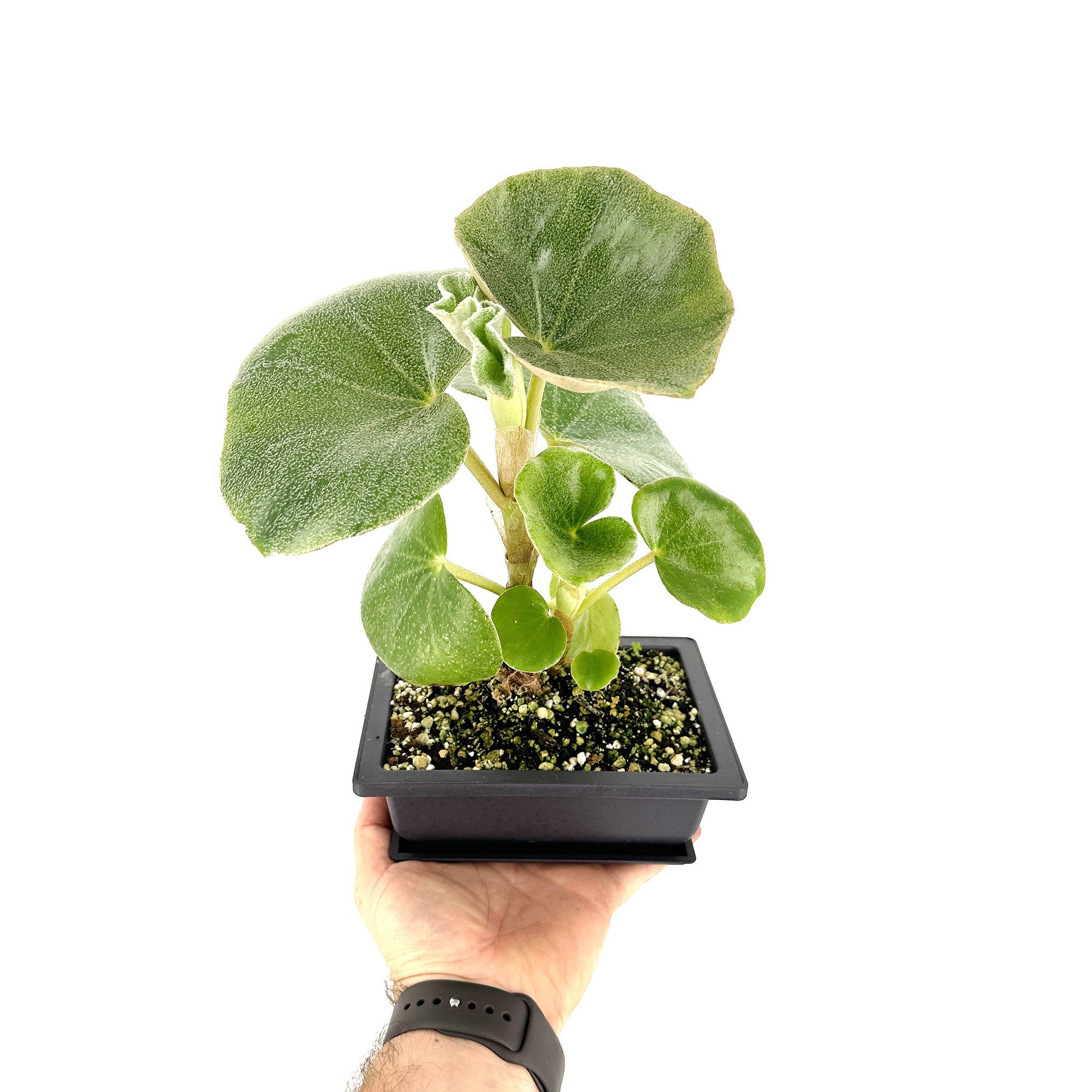 Begonia venosa [bonsai] | SarahCotta Plants
