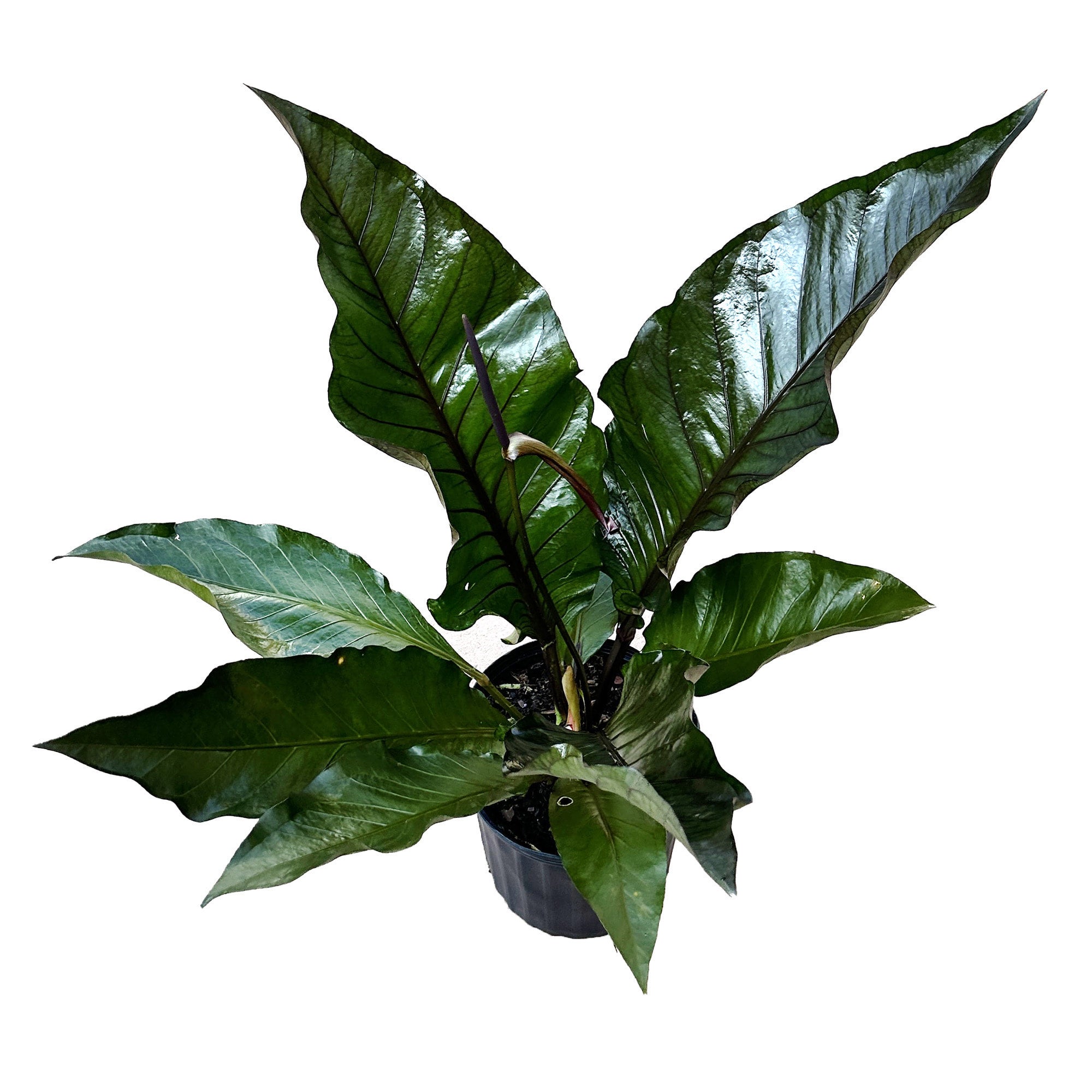 Anthurium 'Big Red Bird' XL | SarahCotta Plants