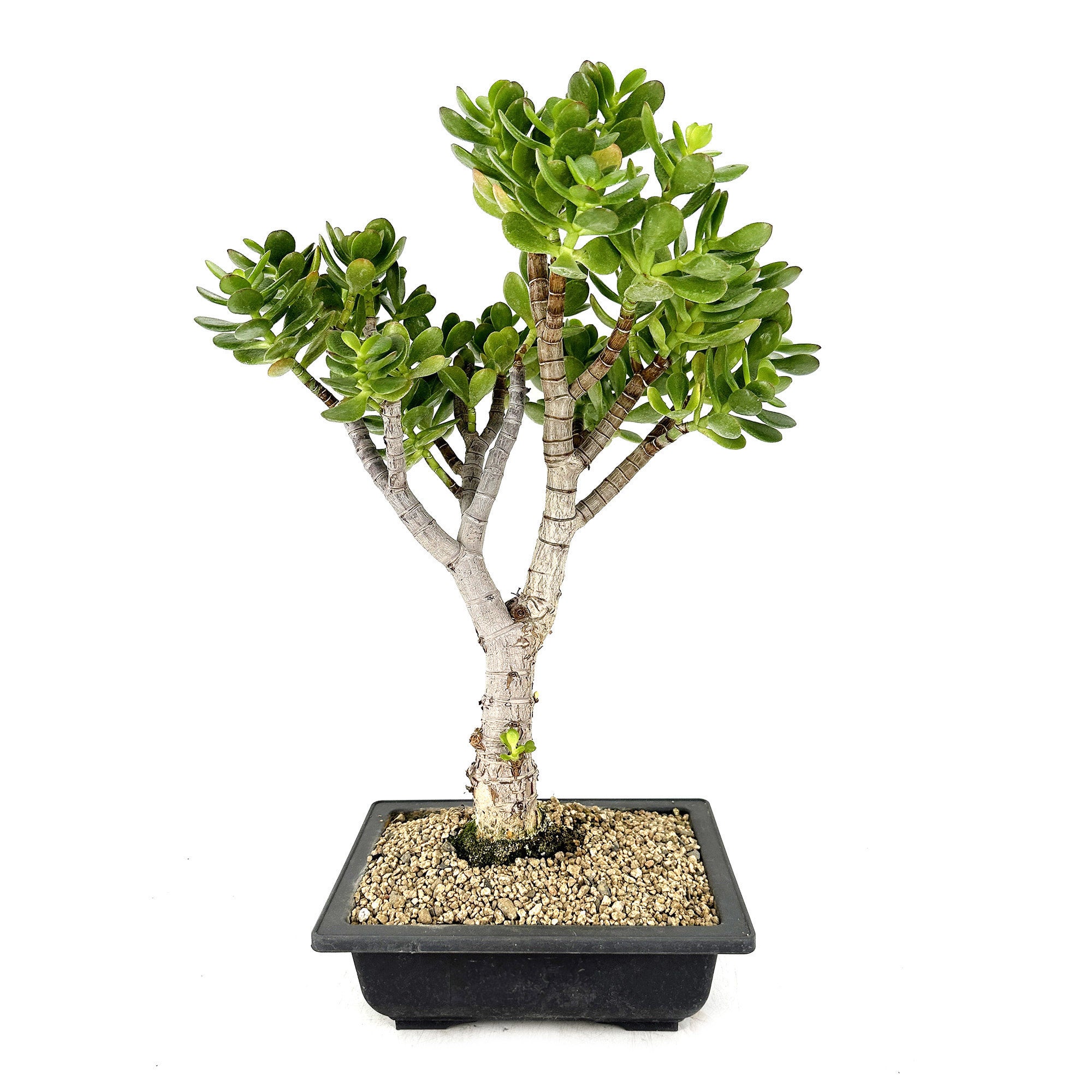 Crassula ovata 'Compact Jade' [bonsai] | SarahCotta Plants