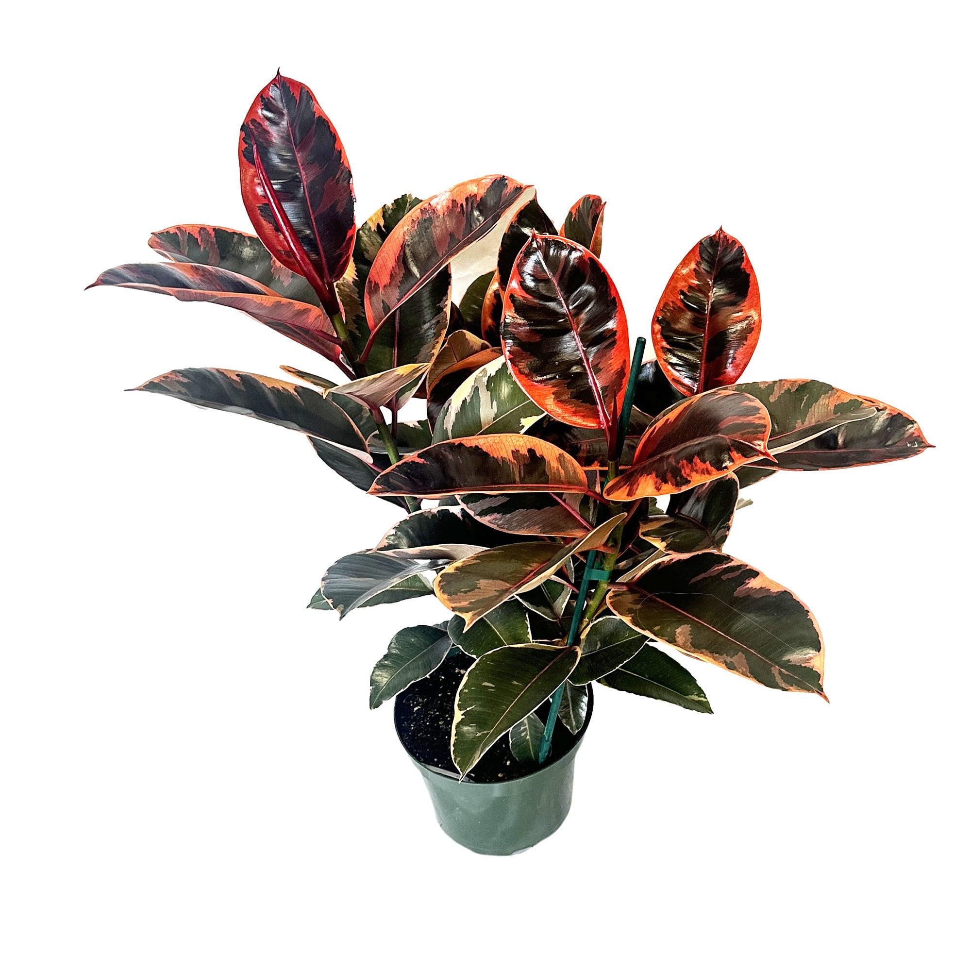 Ficus elastica 'Ruby' Rubber Tree XL | SarahCotta Plants - Exotic ...