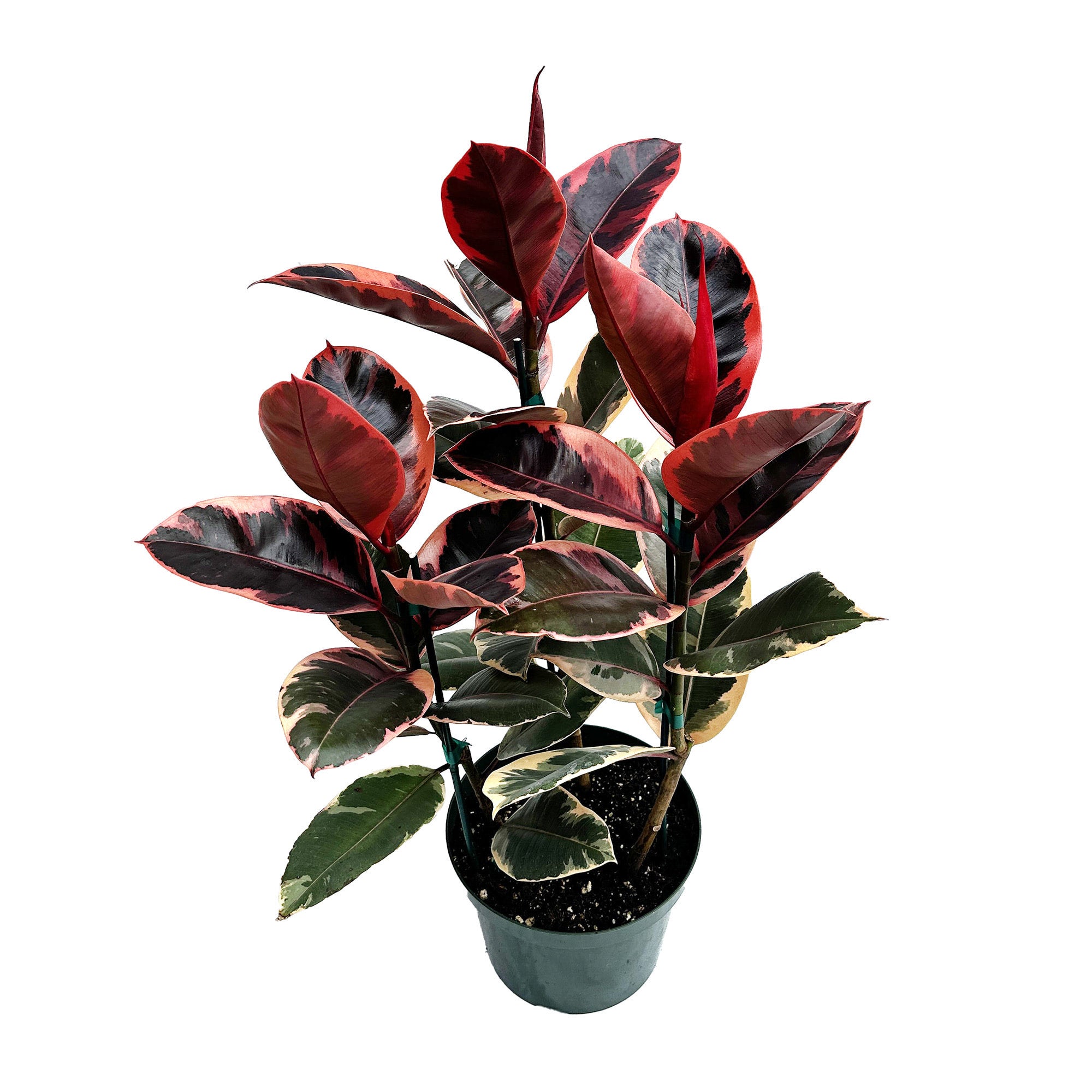 Ficus elastica 'Ruby' Rubber Tree XL | SarahCotta Plants