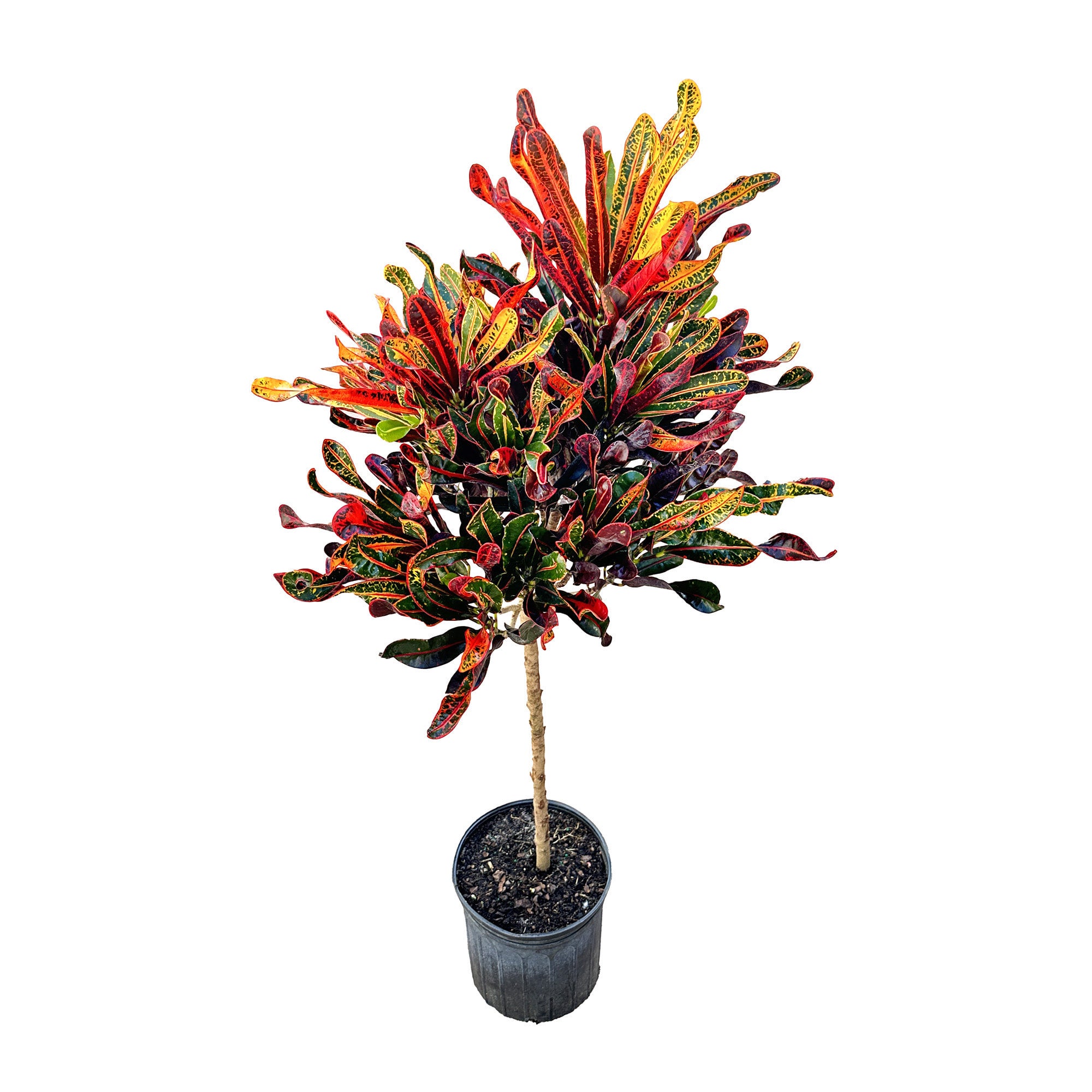 Codiaeum variegatum ‘Croton Mammy’ Tree Form XL | SarahCotta Plants